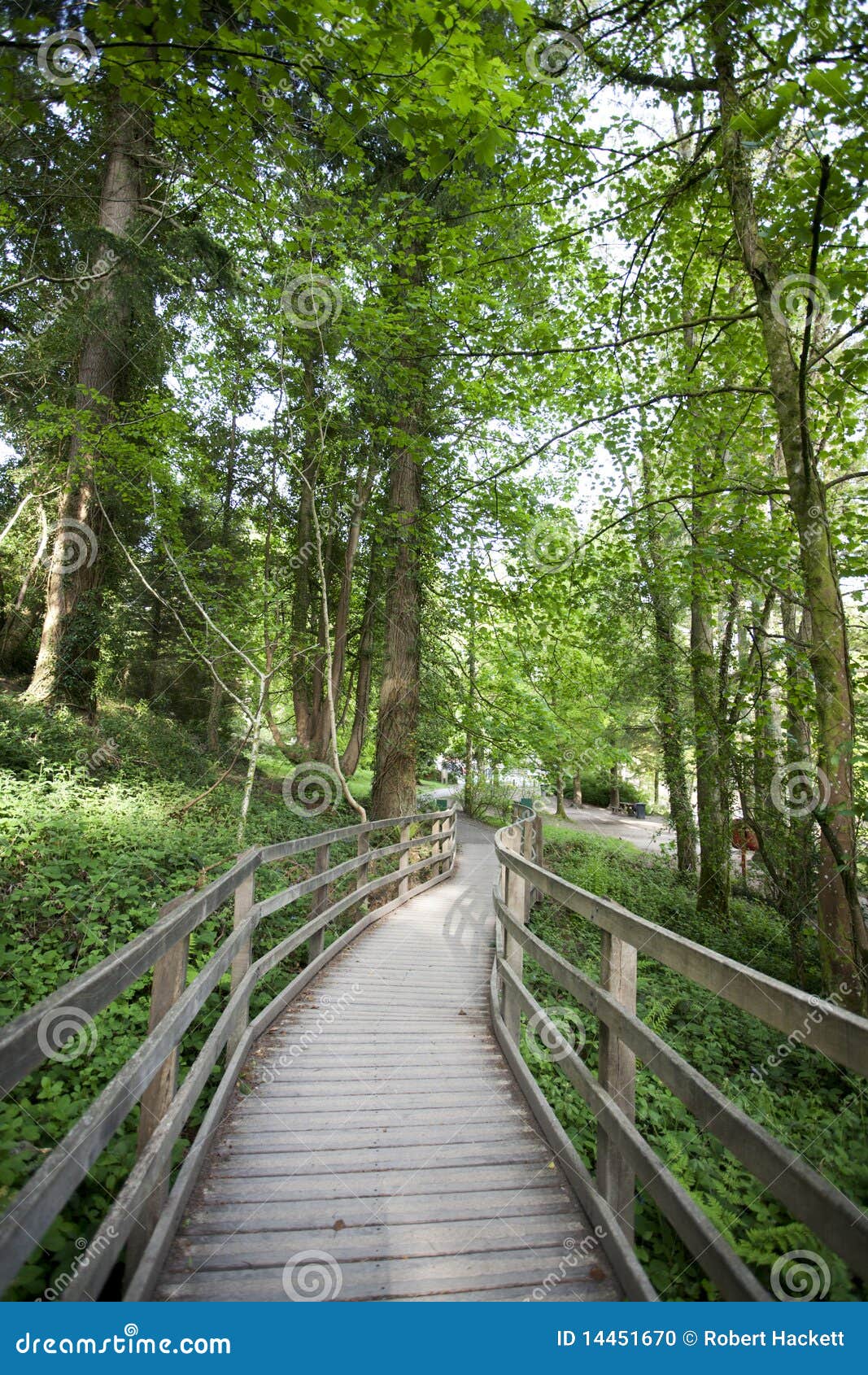 Wooden walkway stock photo. Image of walkway, park, footpath - 14451670