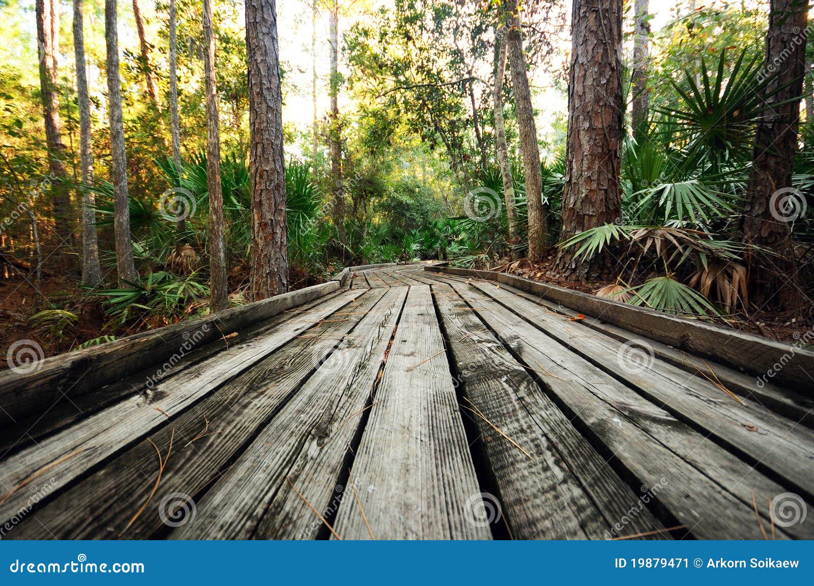 A wooden walkway stock image. Image of plant, walk, boardwalk - 19879471