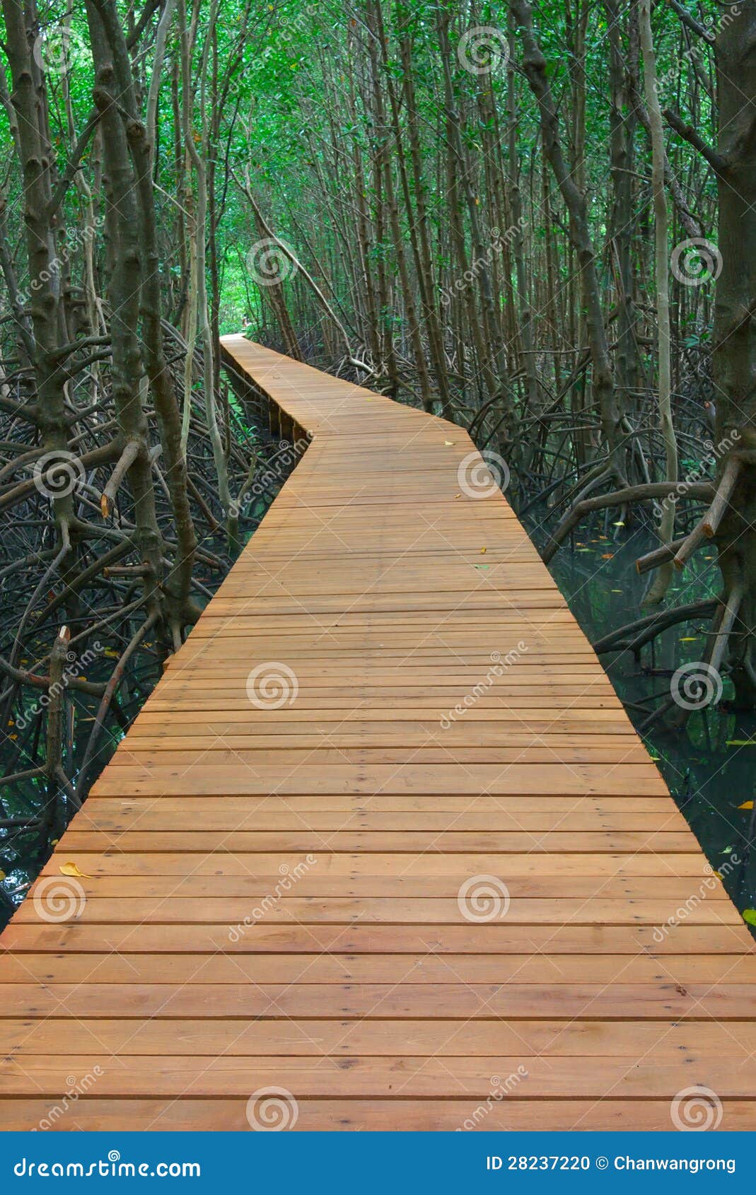 Wooden walkway stock photo. Image of scenery, jungle - 28237220