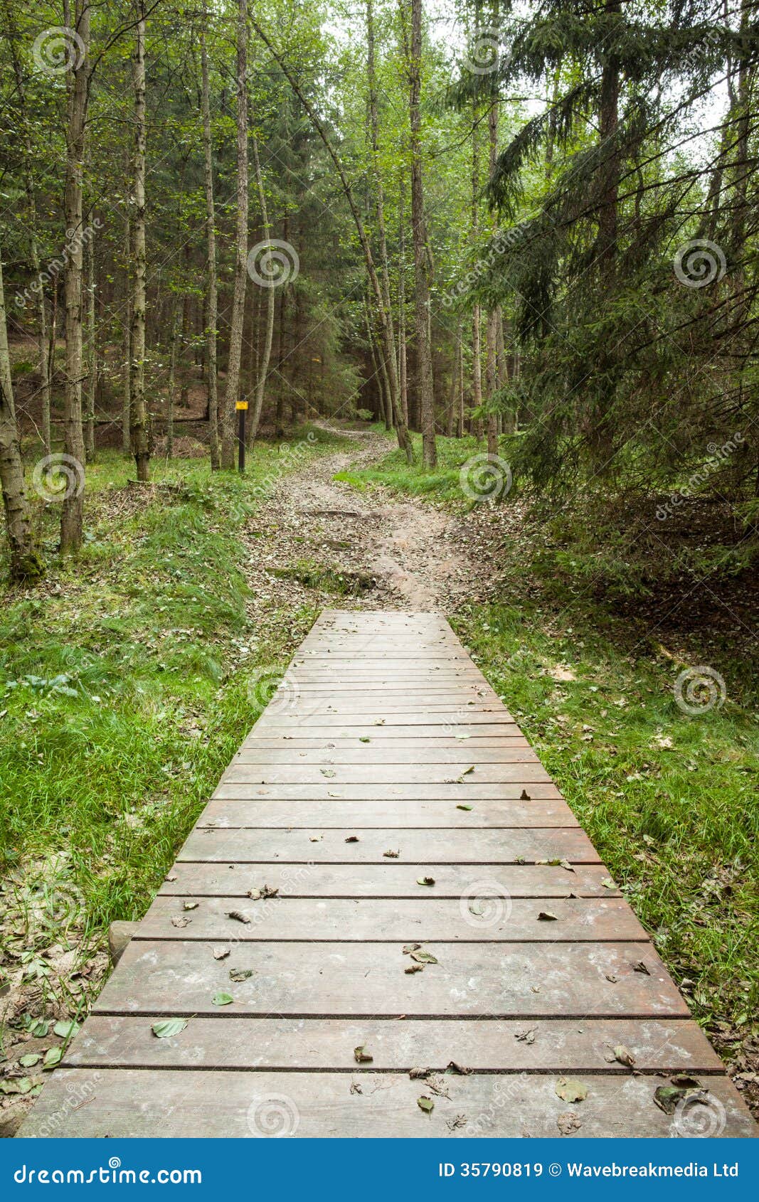 Wooden Walkway Along Forest Stock Image - Image of relaxation, woods ...