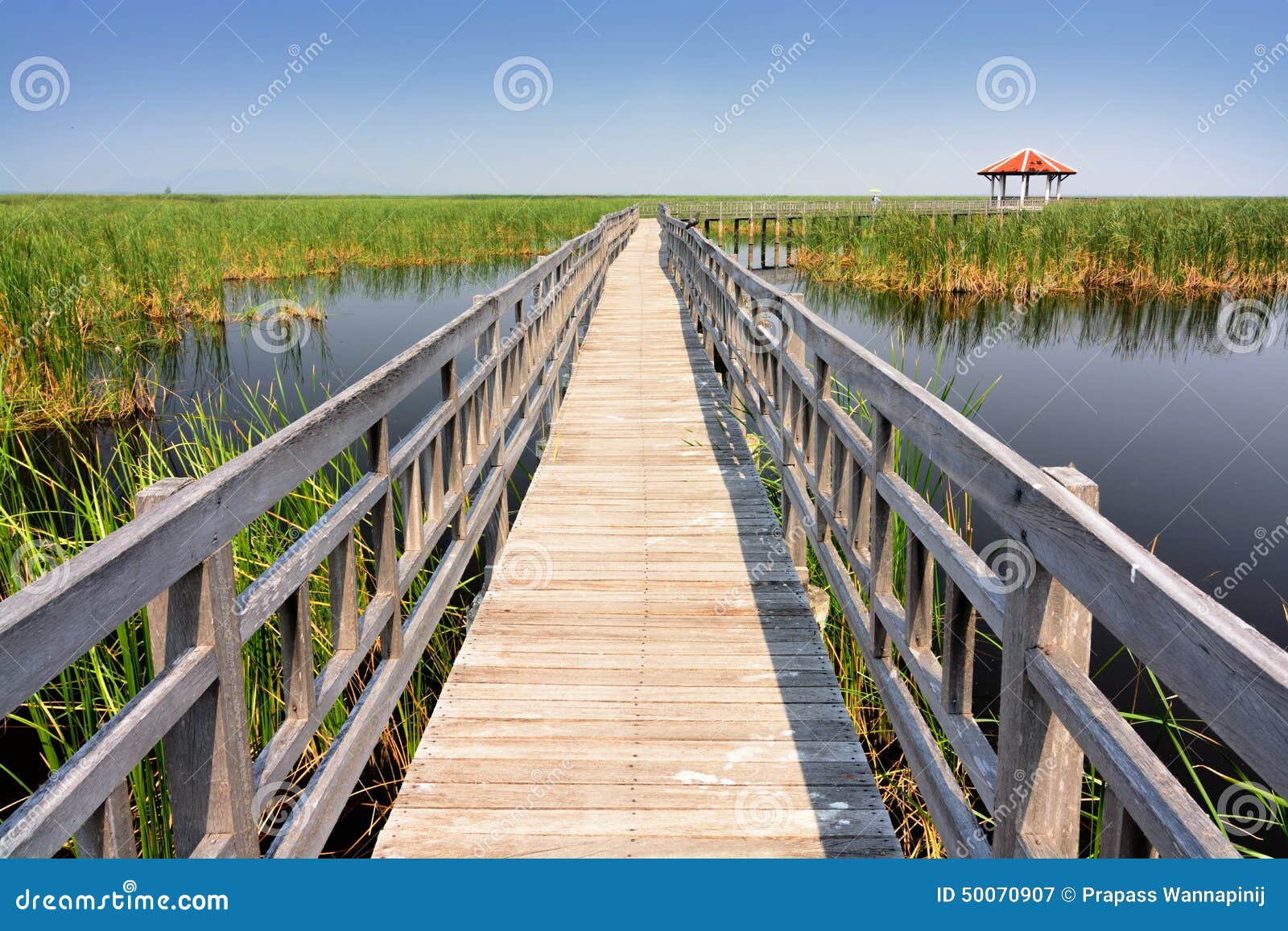 Wooden walkway bridge stock image. Image of water, swamp - 50070907
