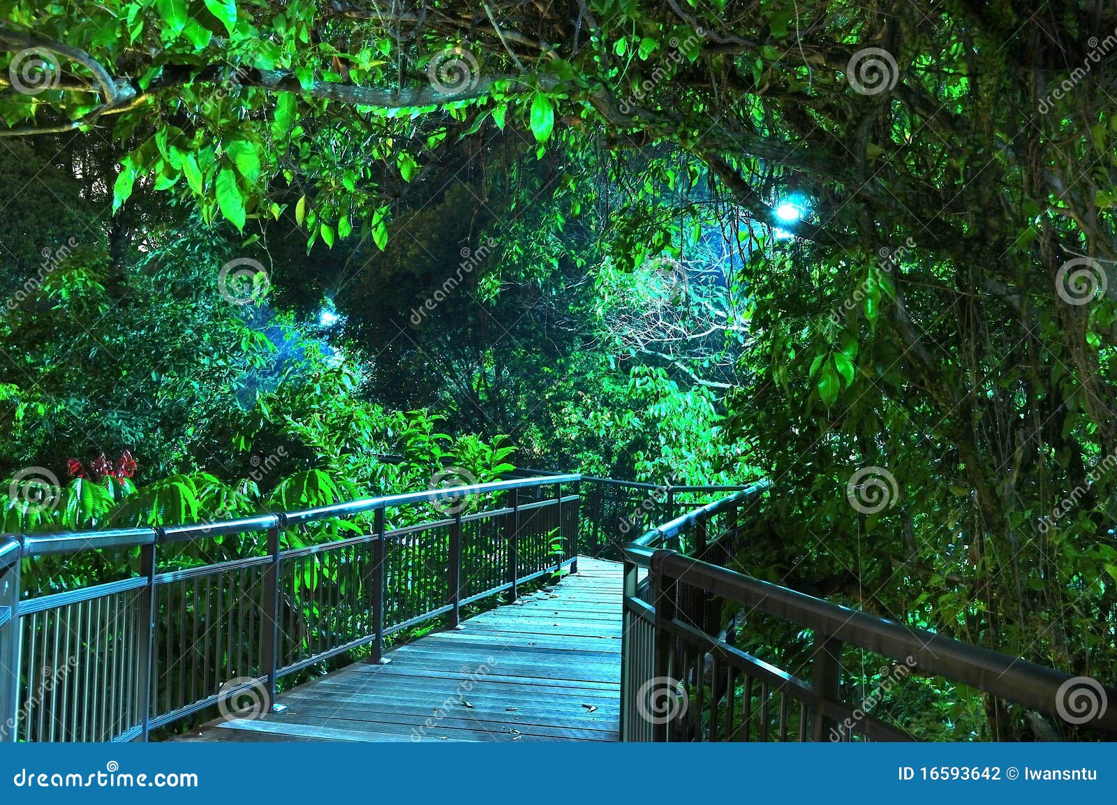 Wooden Walkway with Bright Light Behind Trees Stock Photo - Image of ...