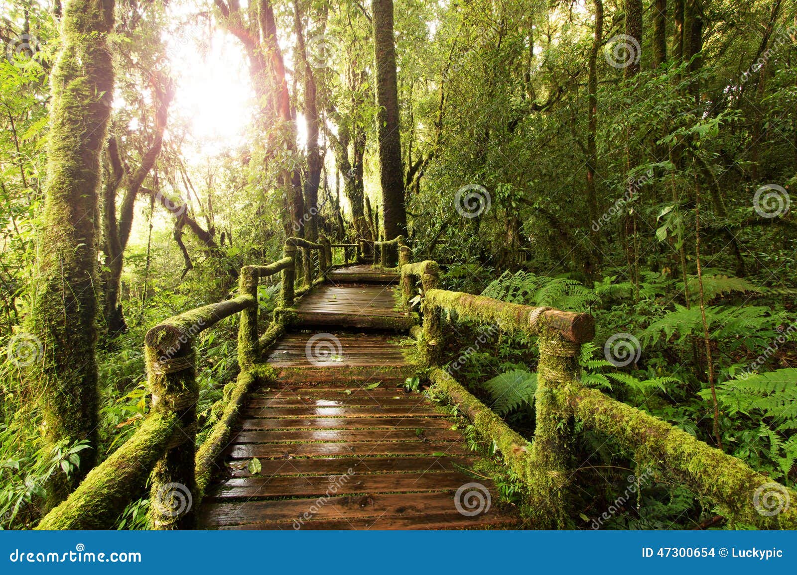 Wooden Walkway through in Deep Rainforest Stock Photo - Image of ...