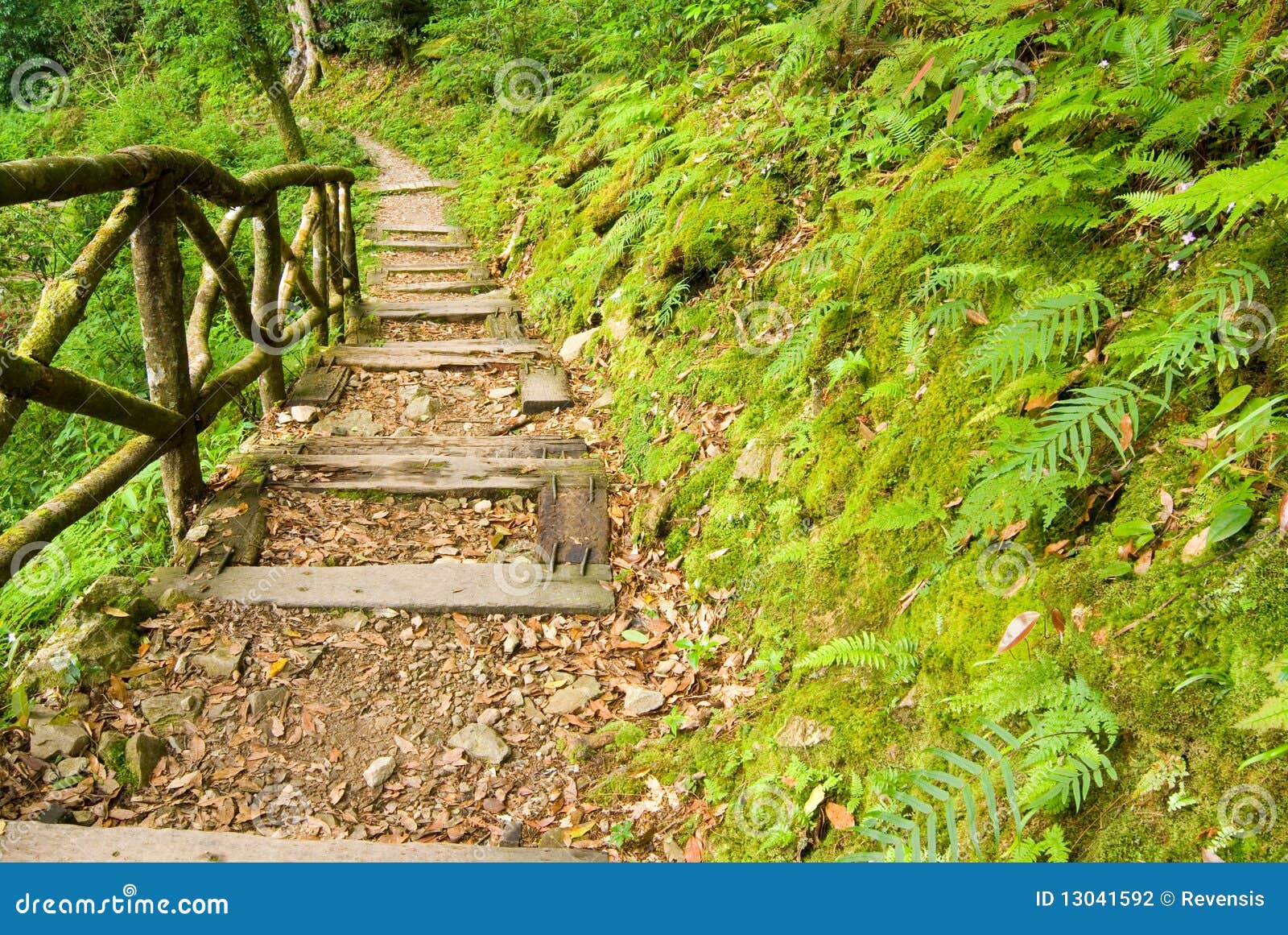 Wooden Walkway into the Forest Stock Photo - Image of plants, path ...