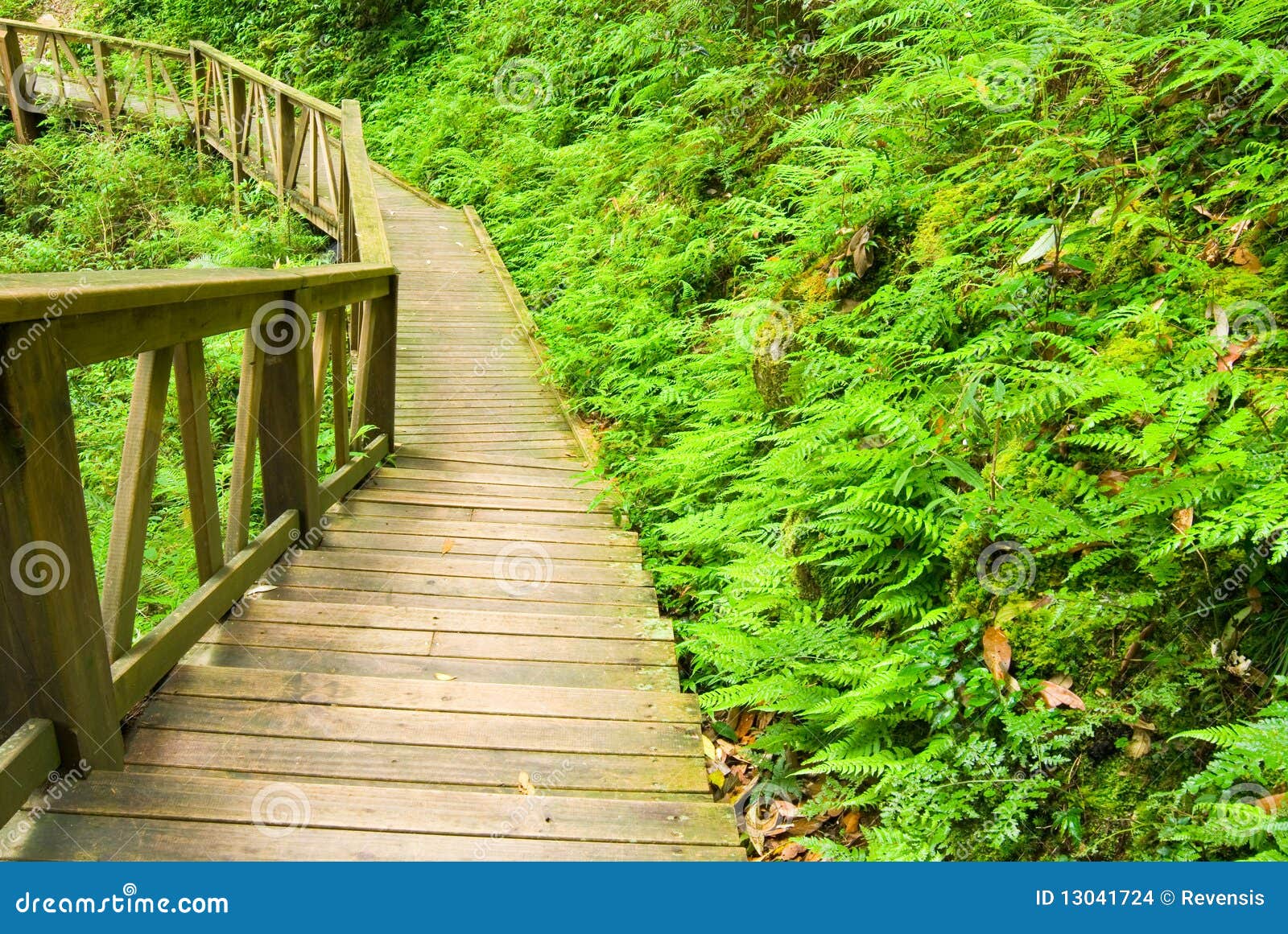 Wooden Walkway into the Forest Stock Photo - Image of footpath ...