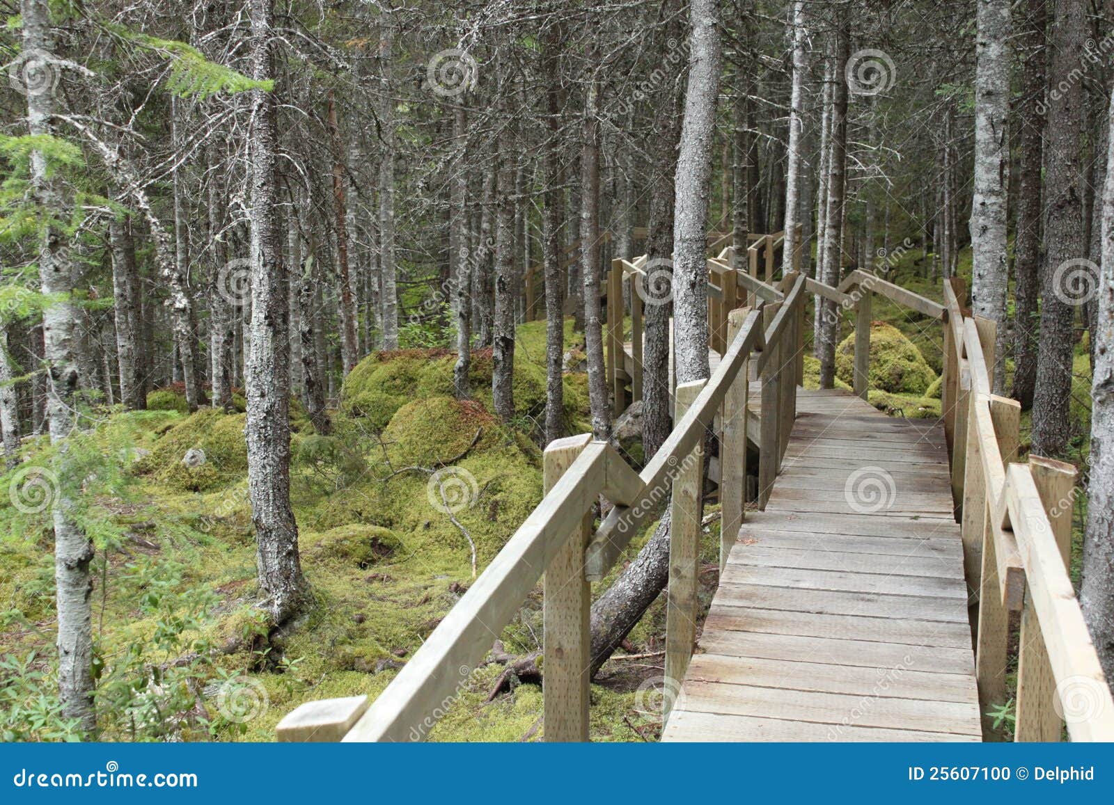 Wooden walkway in forest stock photo. Image of hikes - 25607100
