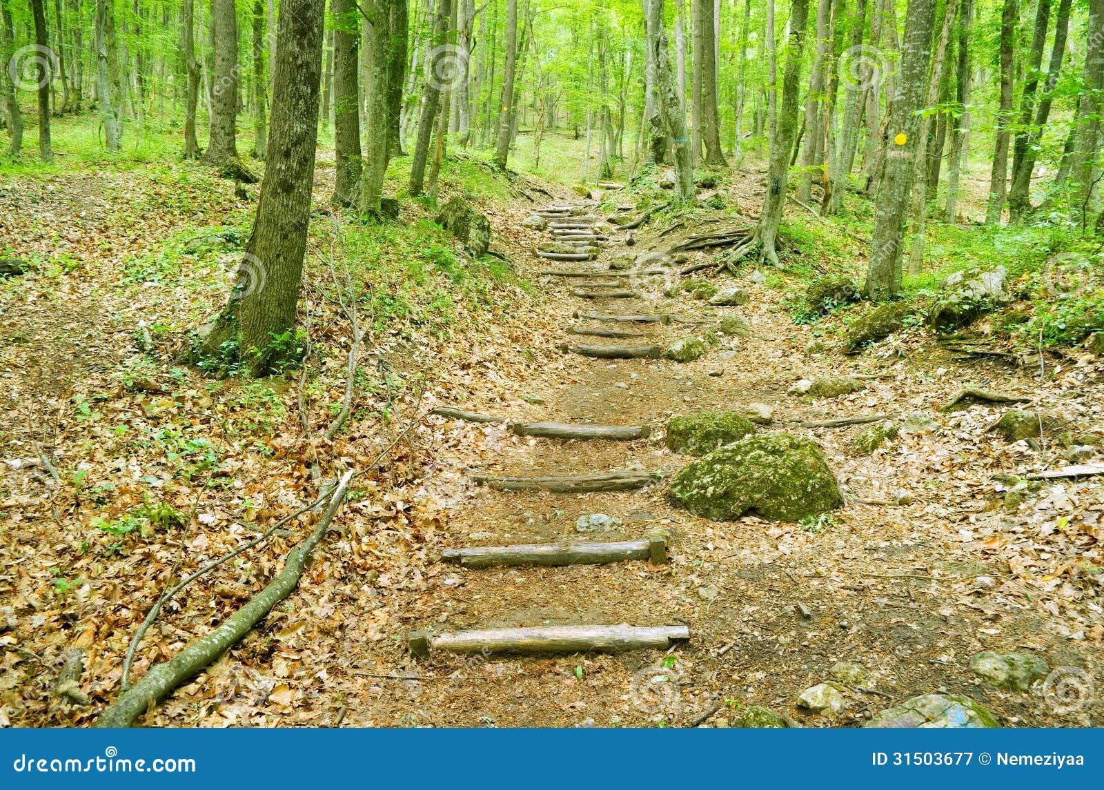 Wooden Walkway into the Forest Stock Image - Image of leaves, natural ...