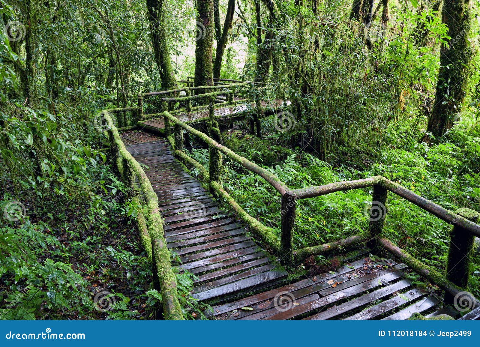 Wooden walkway in forest. stock photo. Image of rainforest - 112018184