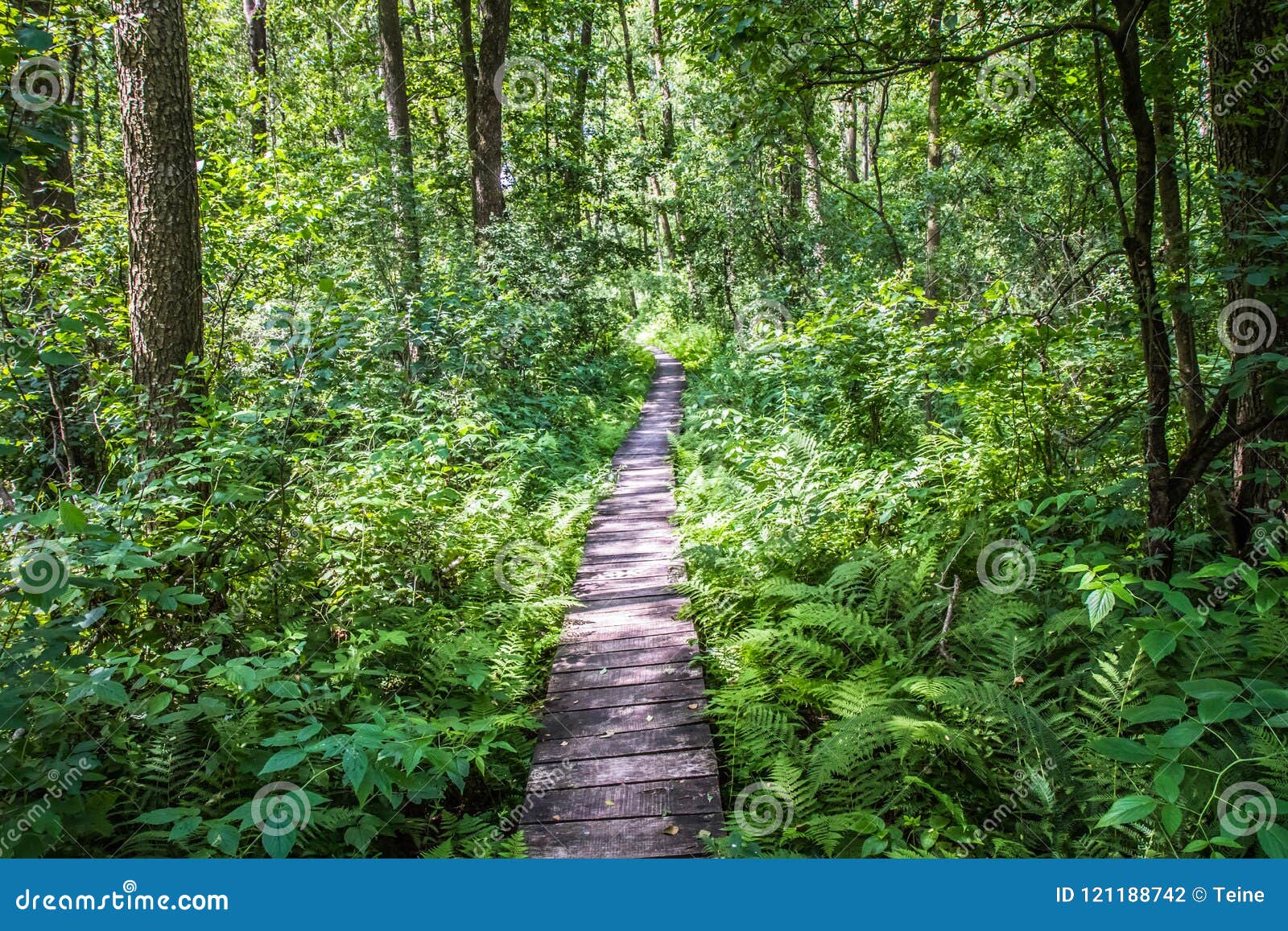 Walkway in a forest stock photo. Image of footpath, moss - 121188742