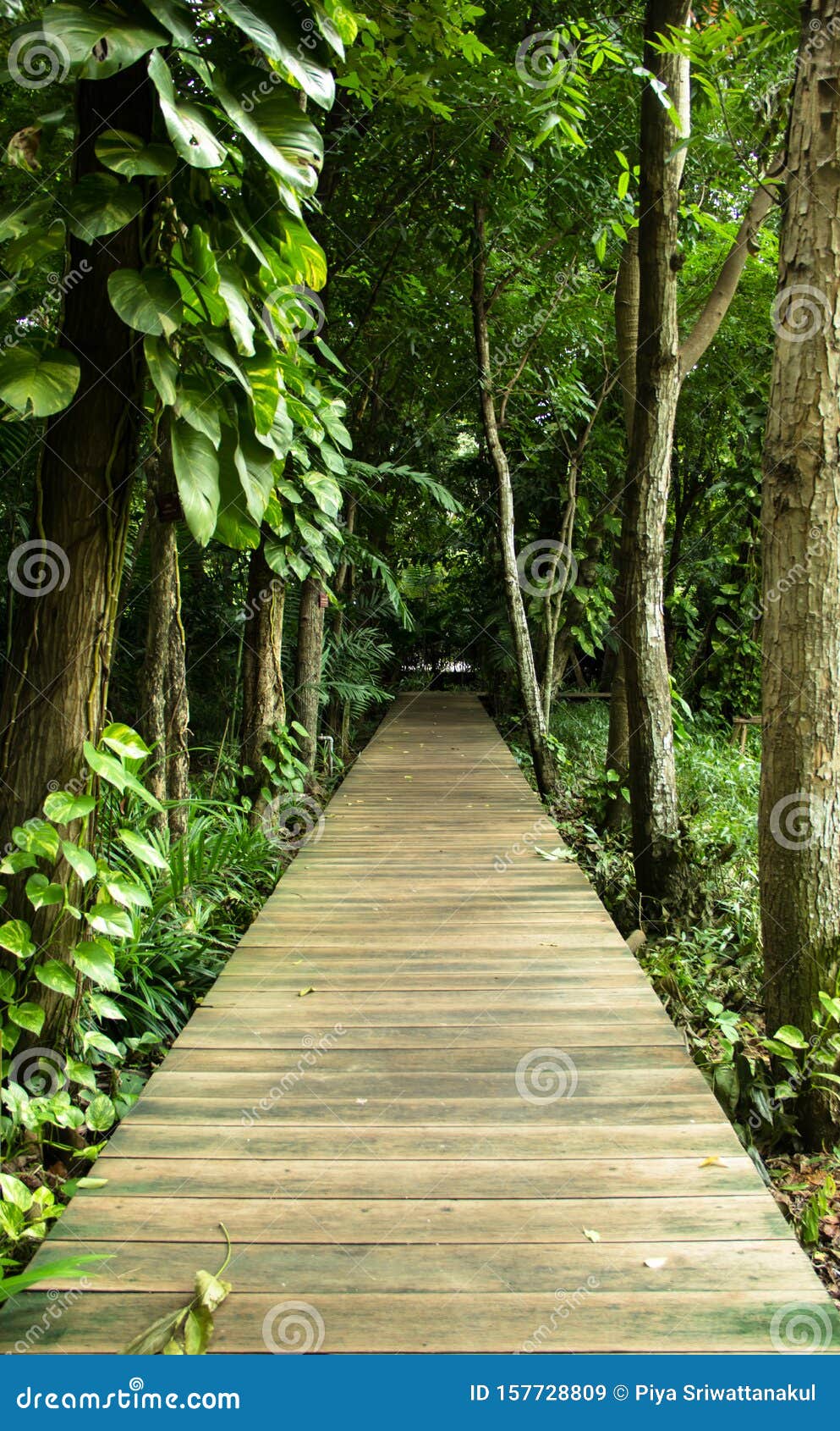 Wooden walkway in garden stock image. Image of guards - 157728809