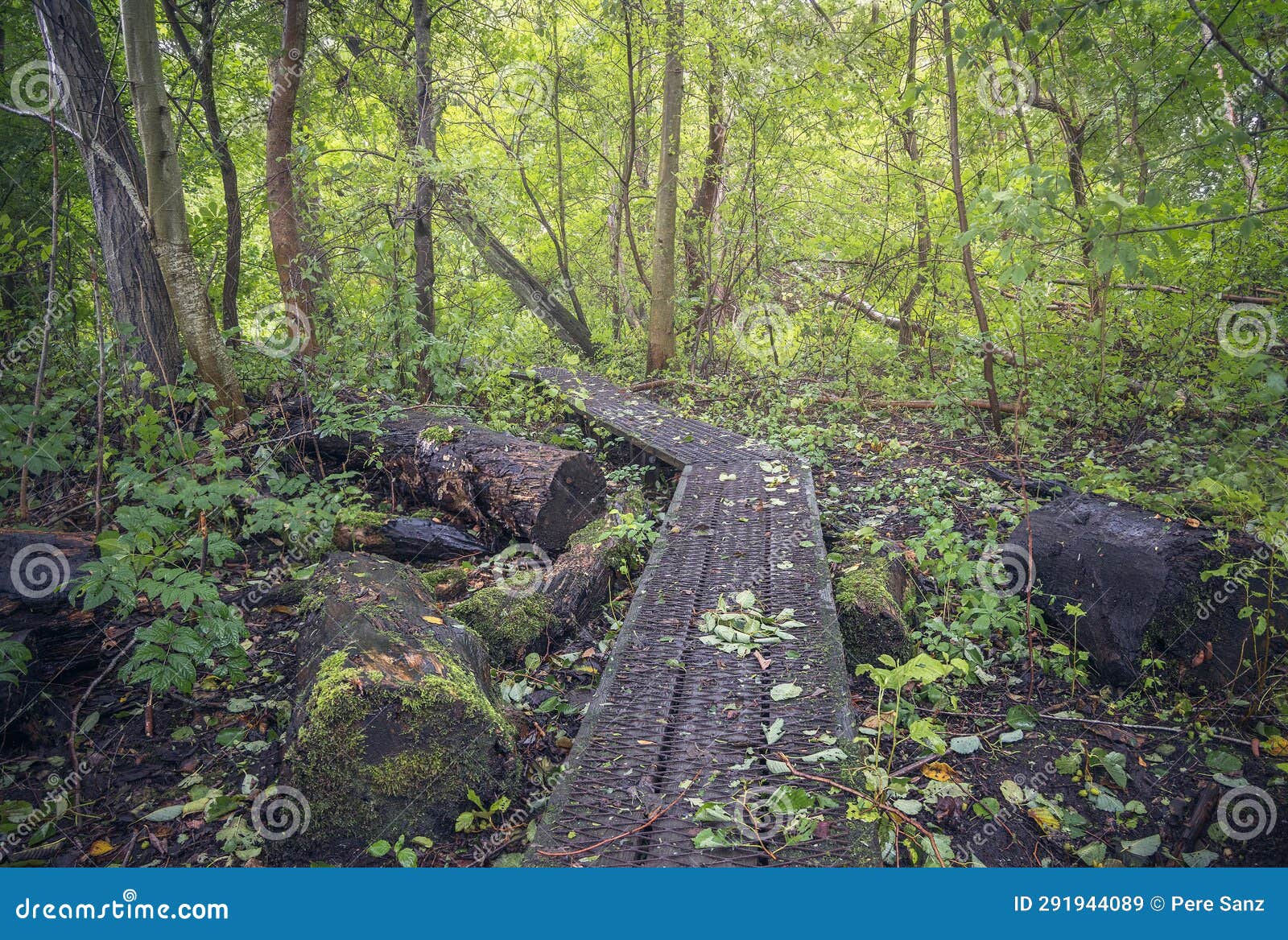 Wooden Walkway at Ivans Bro, Denmark Stock Image - Image of scenery ...