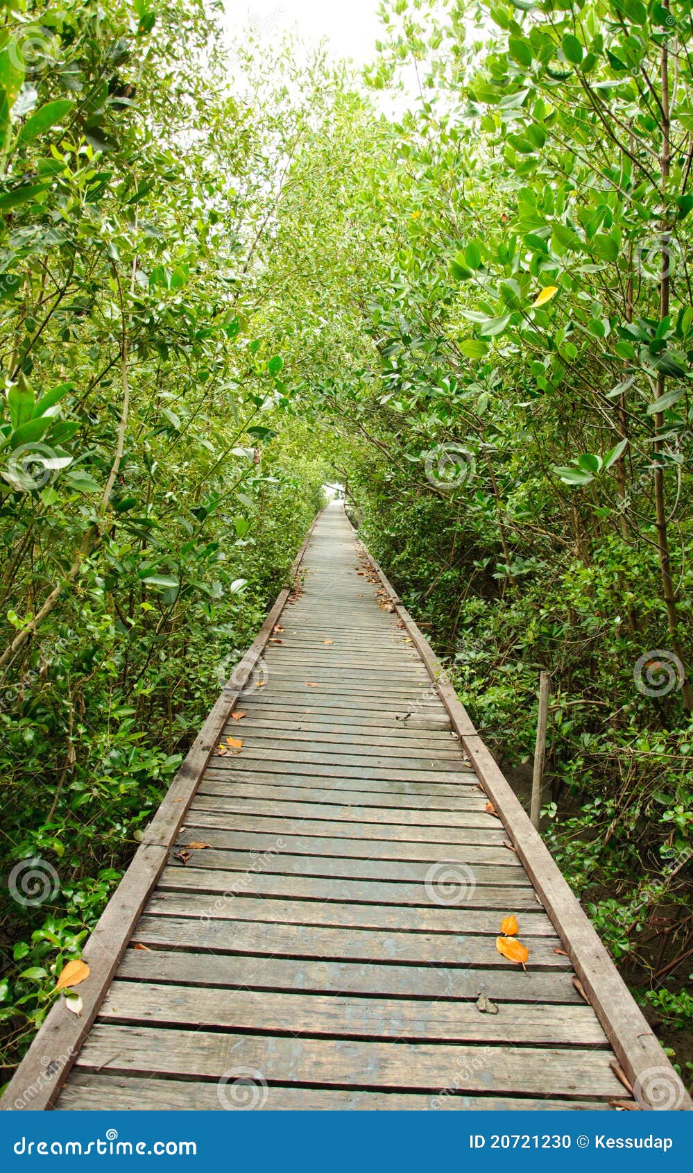 Wooden Walkway in Mangrove Forest Stock Photo - Image of beauty, bridge ...