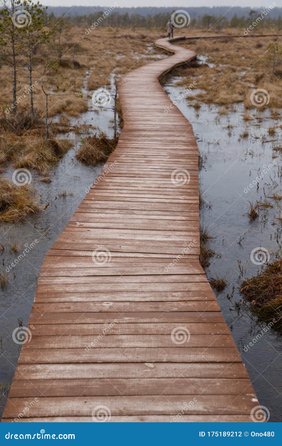 Wooden Walkway in the Woods in the Middle of the Swamp Stock Photo ...
