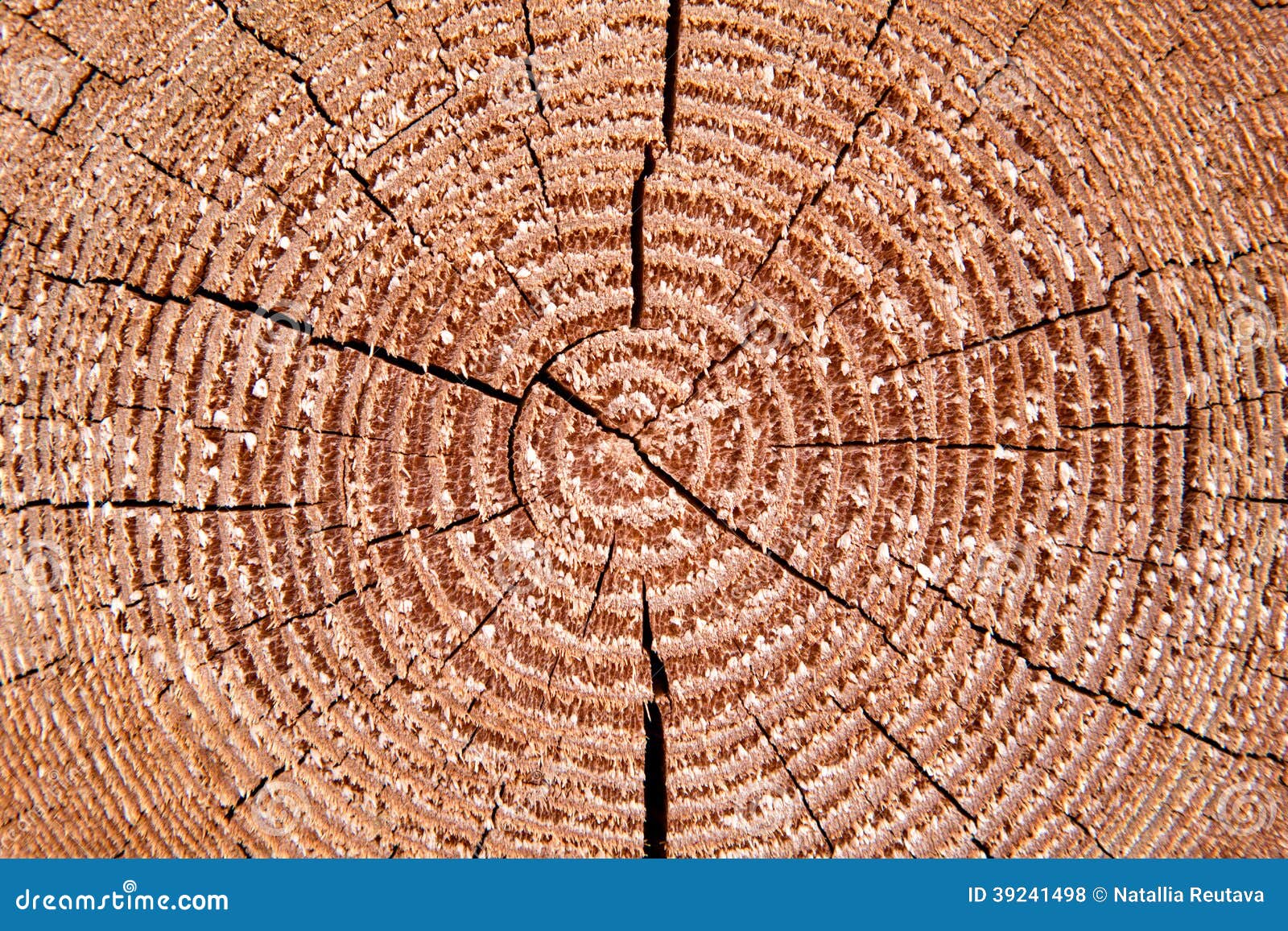 Wooden Wall. Sectioned Log. Texture, Pattern Stock Photo - Image of ...