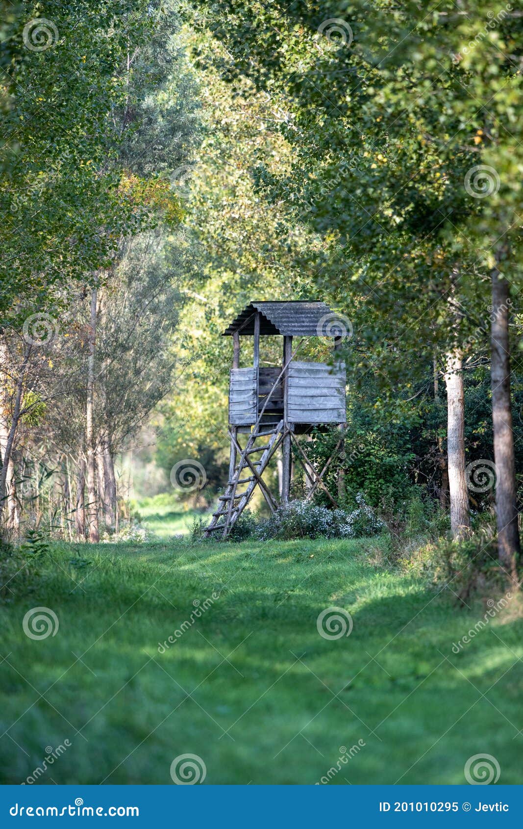 Wooden Watchtower in Forest Stock Image - Image of ornithology, animal ...