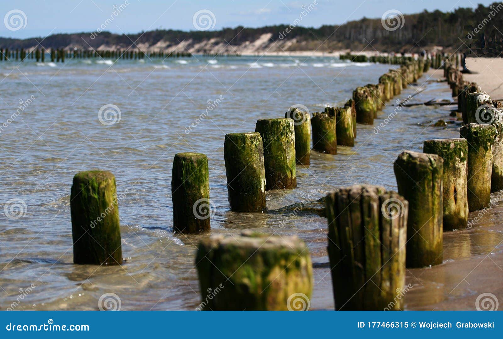 Wooden Wave Breakers in the Sea Stock Image - Image of bird, outdoor ...