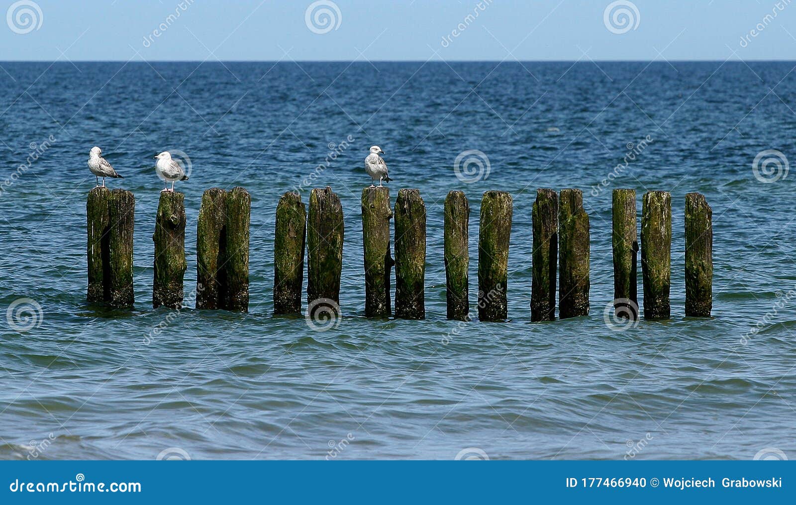 Wooden Wave Breakers in the Sea with the Seagulls Stock Photo - Image ...