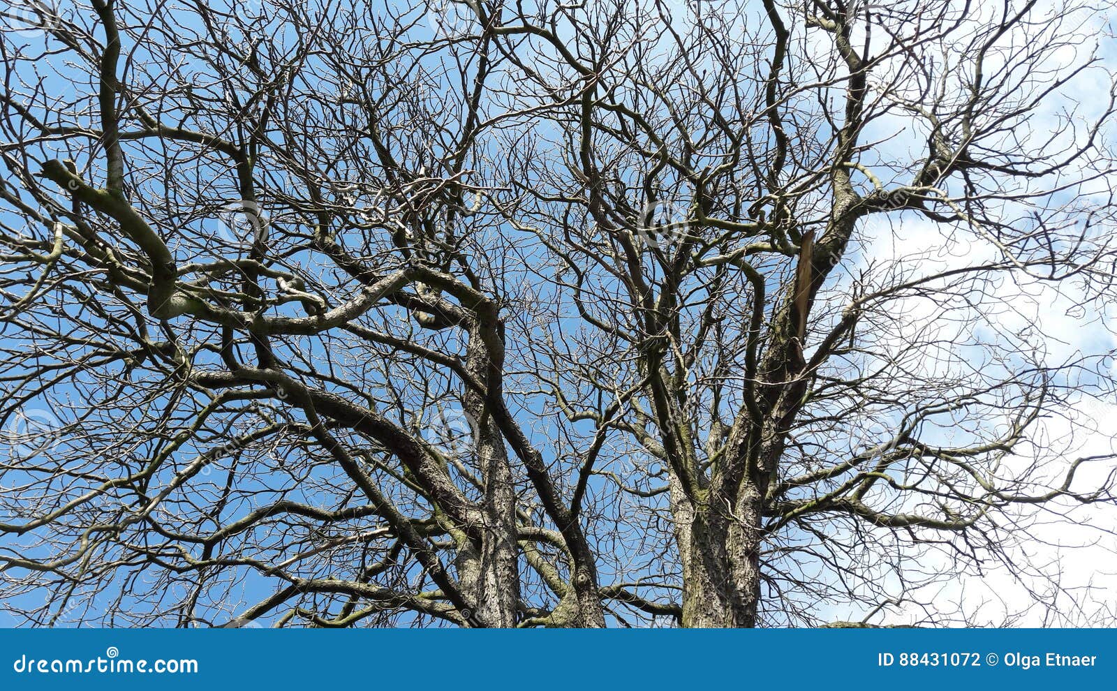 A wooden web in the sky stock photo. Image of spring - 88431072