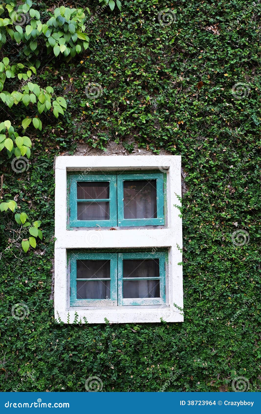 Wooden Window on the Green Wall Stock Photo - Image of flora, creeping ...