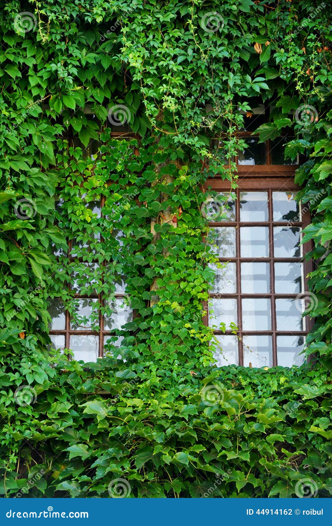 Wooden Windows Covered by Ivy Stock Photo - Image of leaf, decorate ...