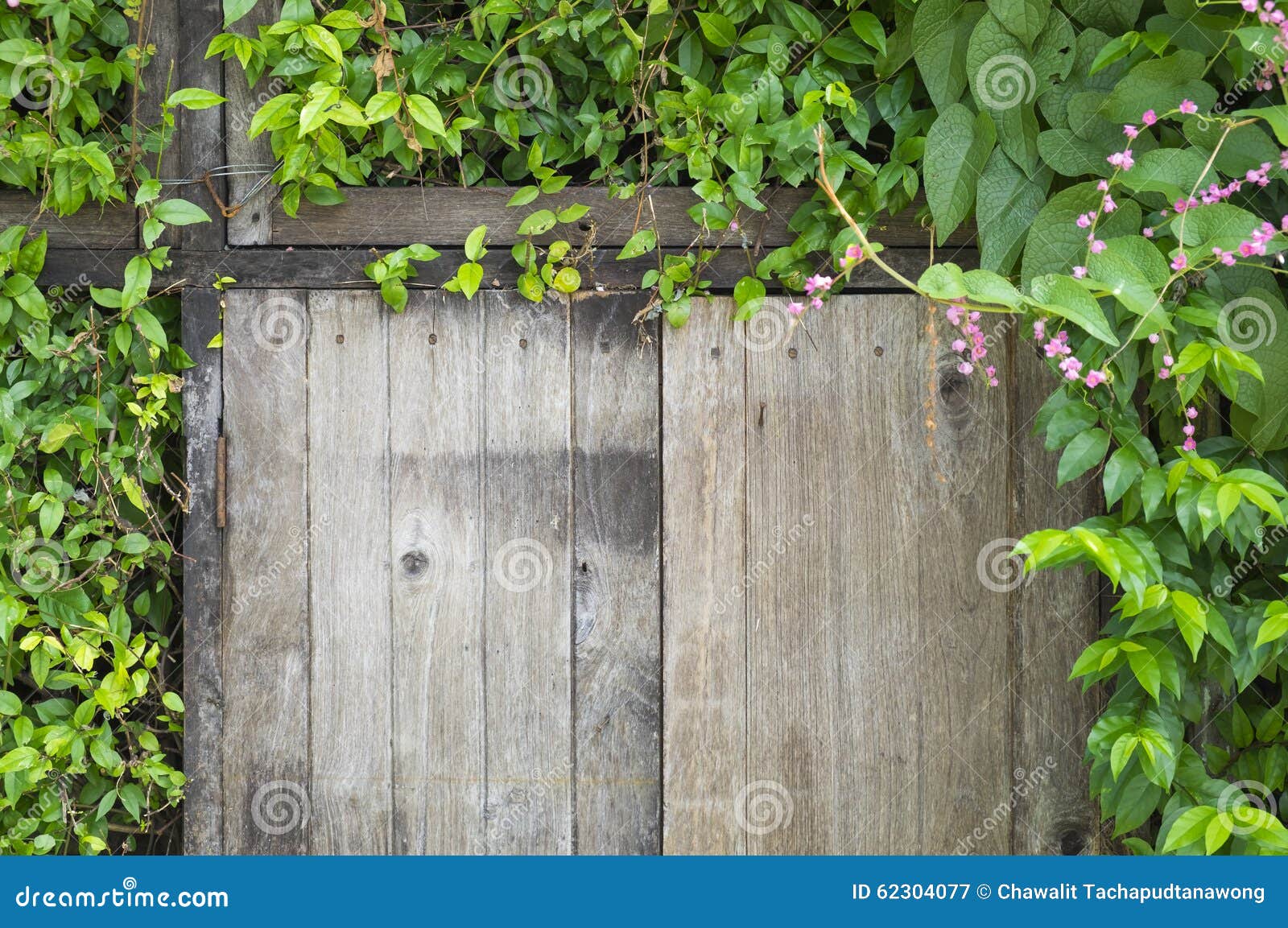Wooden windows with tree stock image. Image of textures - 62304077