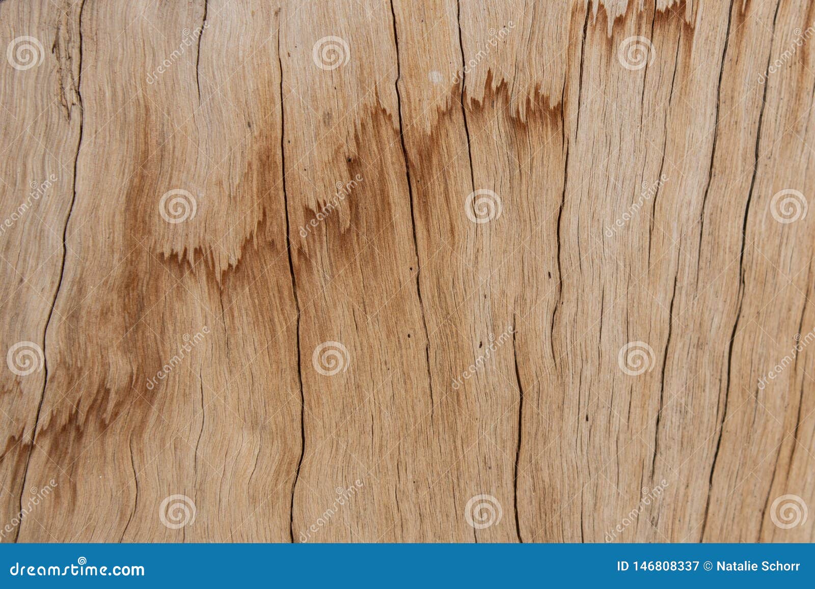 Woodgrain Closeup, Light Wood Log with Interesting Grain Pattern Stock ...