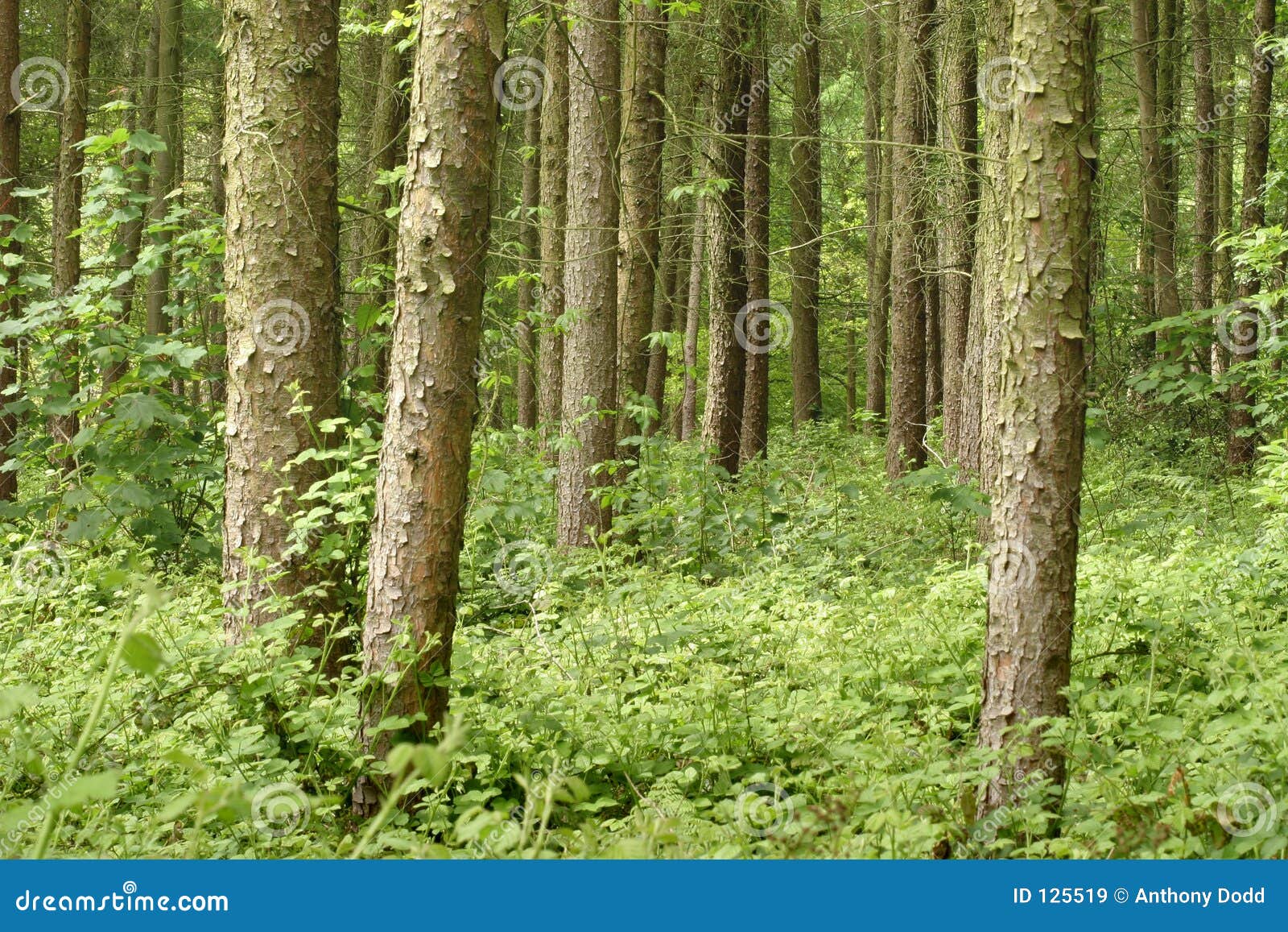 Woodland stock image. Image of tree, shade, lumber, dense - 125519