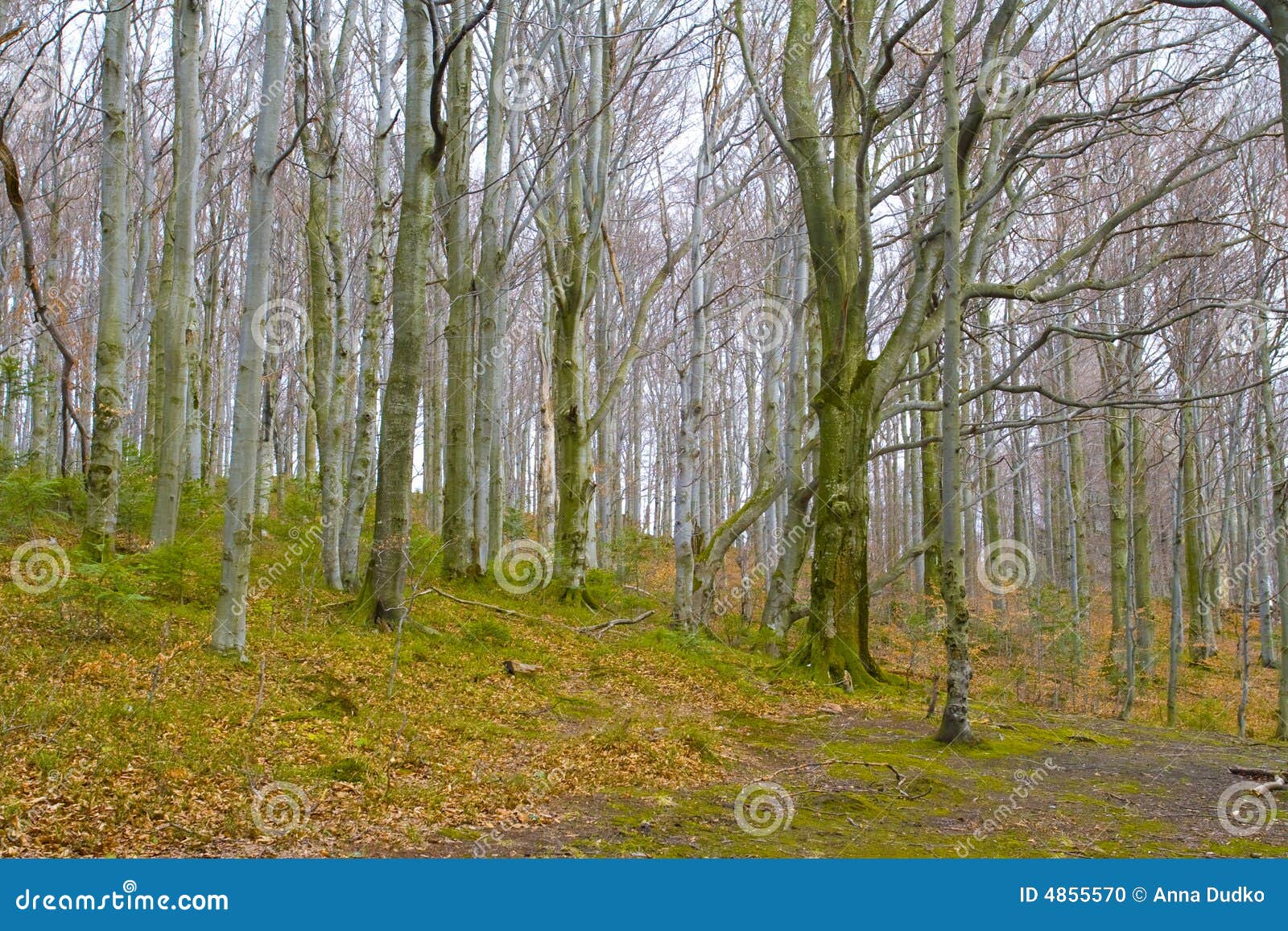 Woodland stock photo. Image of beautiful, scenery, natural - 4855570