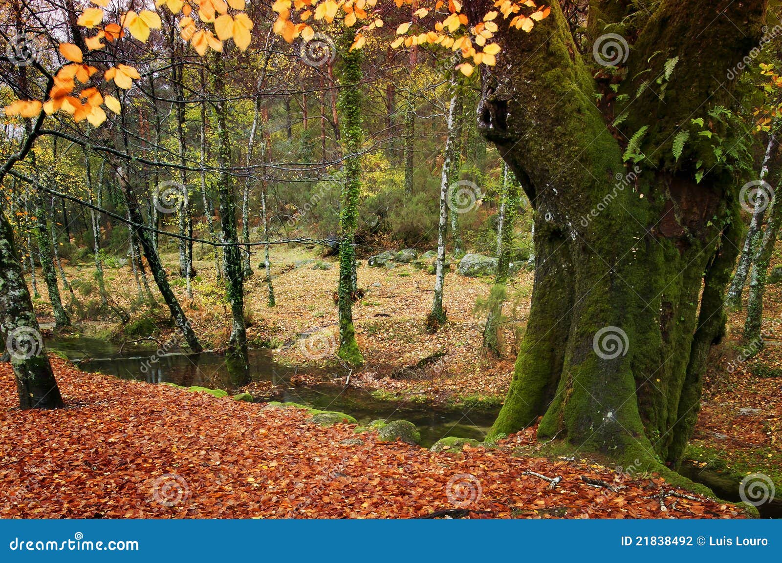 Woodland in autumn stock photo. Image of nature, travel - 21838492