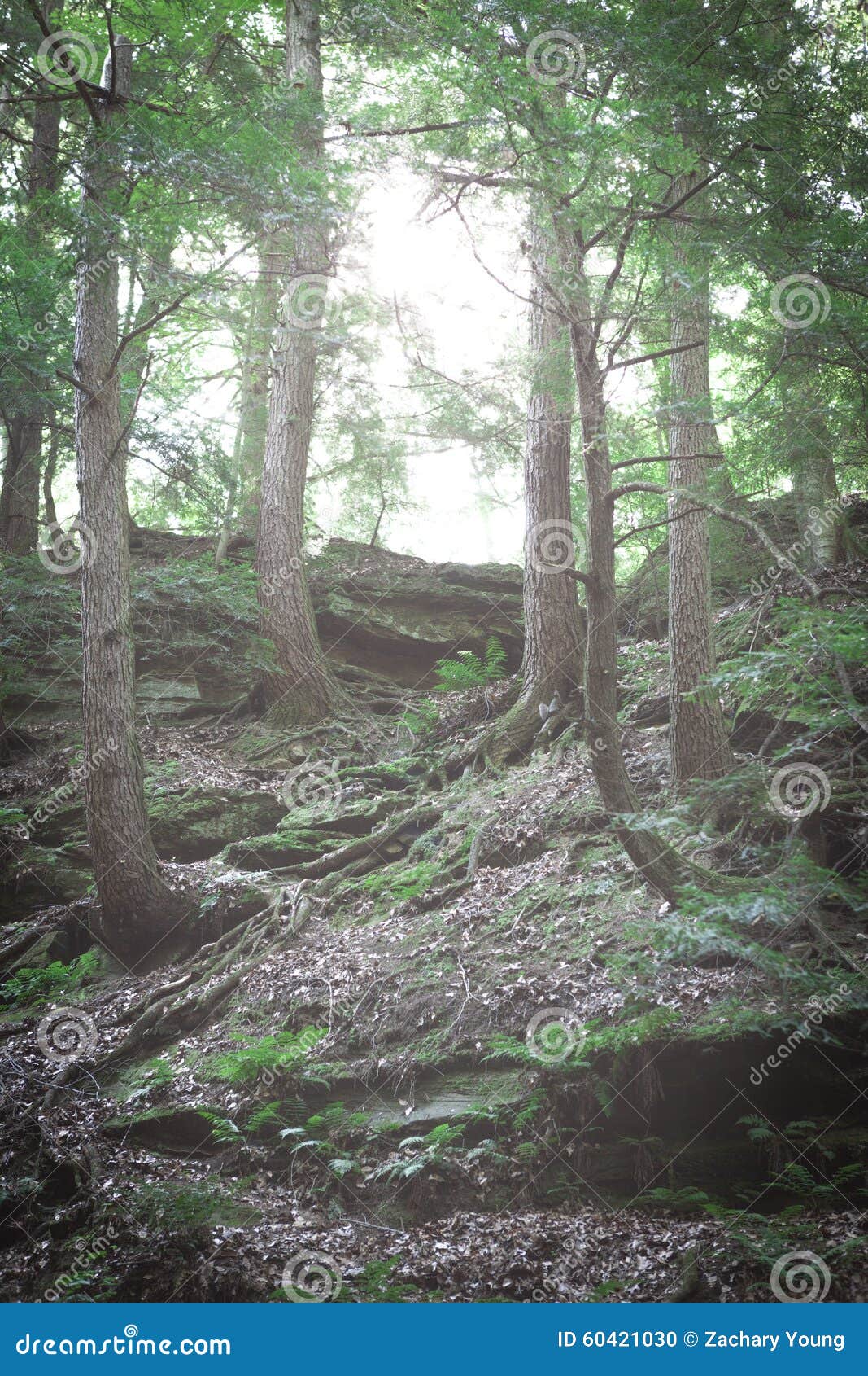 Woodland Background Royalty-Free Stock Photography | CartoonDealer.com ...