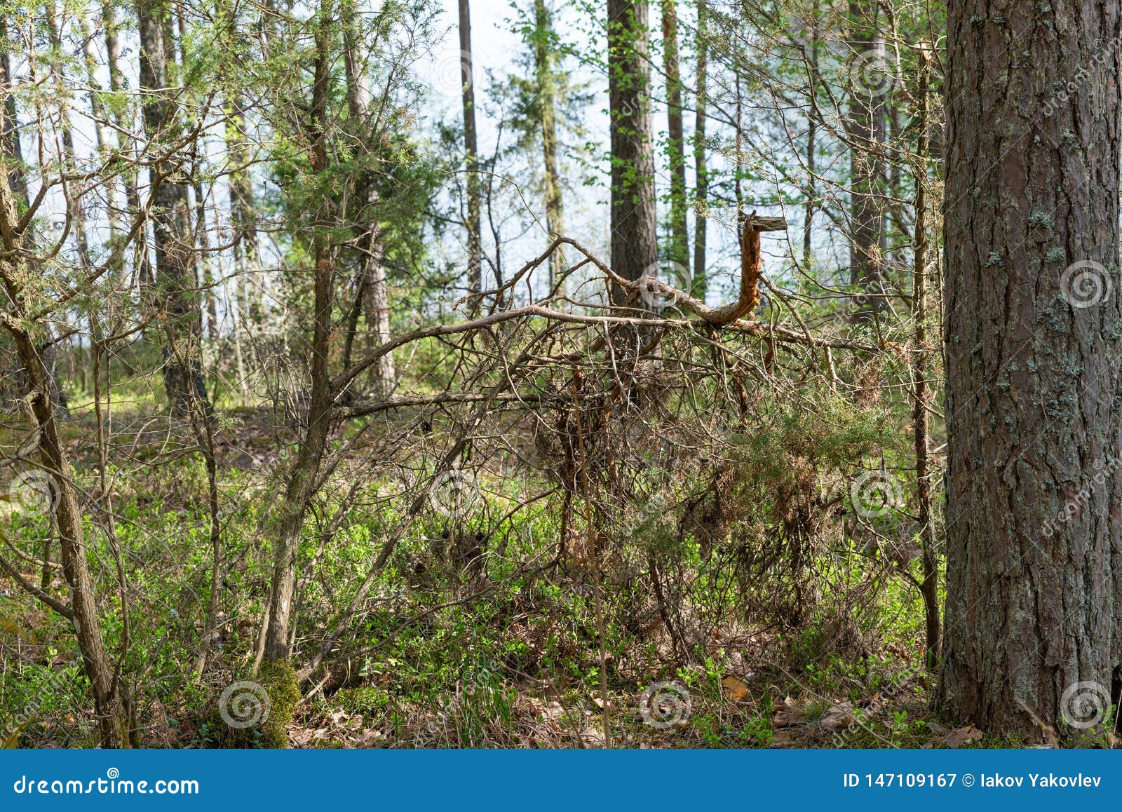 Woodland. Beautifully Curved Tree in the Forest among the Trees and ...