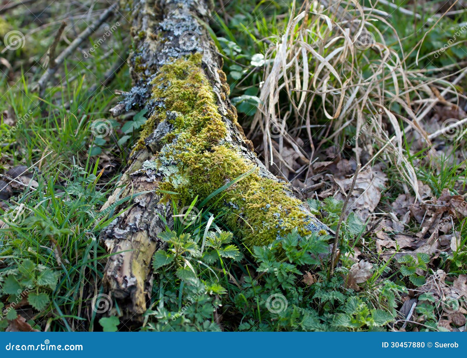Woodland Decay stock photo. Image of countryside, decay - 30457880