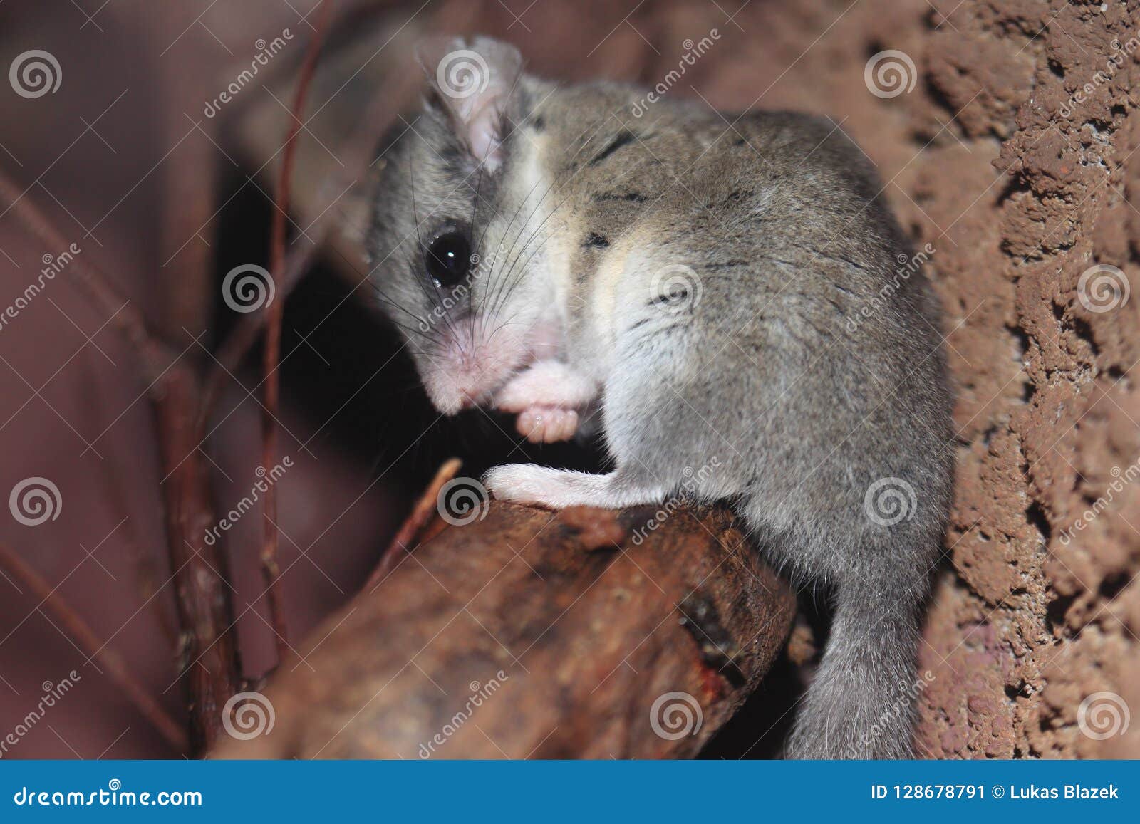 Woodland dormouse stock image. Image of african, dwarf - 128678791