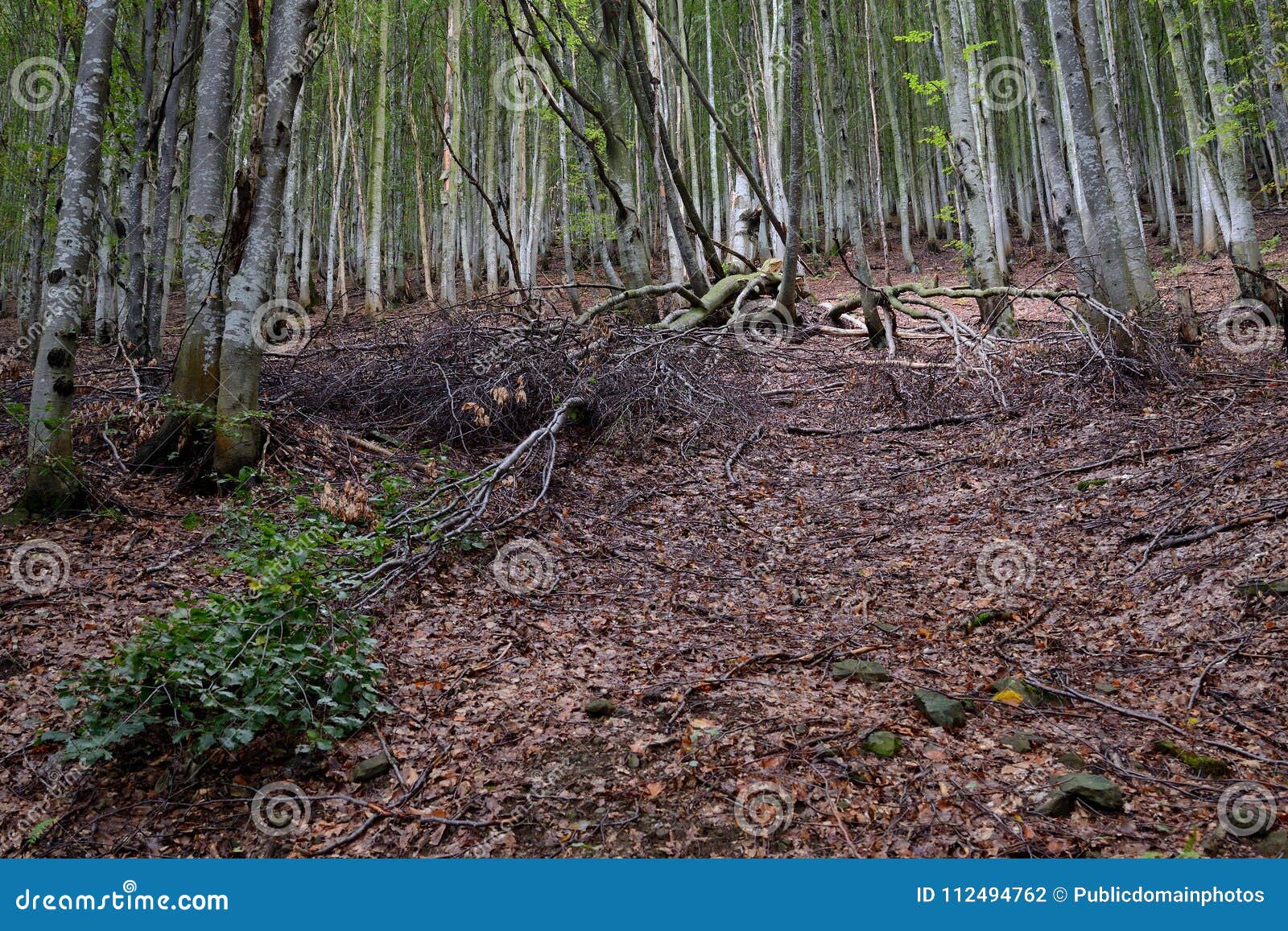 Woodland, Ecosystem, Forest, Nature Reserve Picture. Image: 112494762