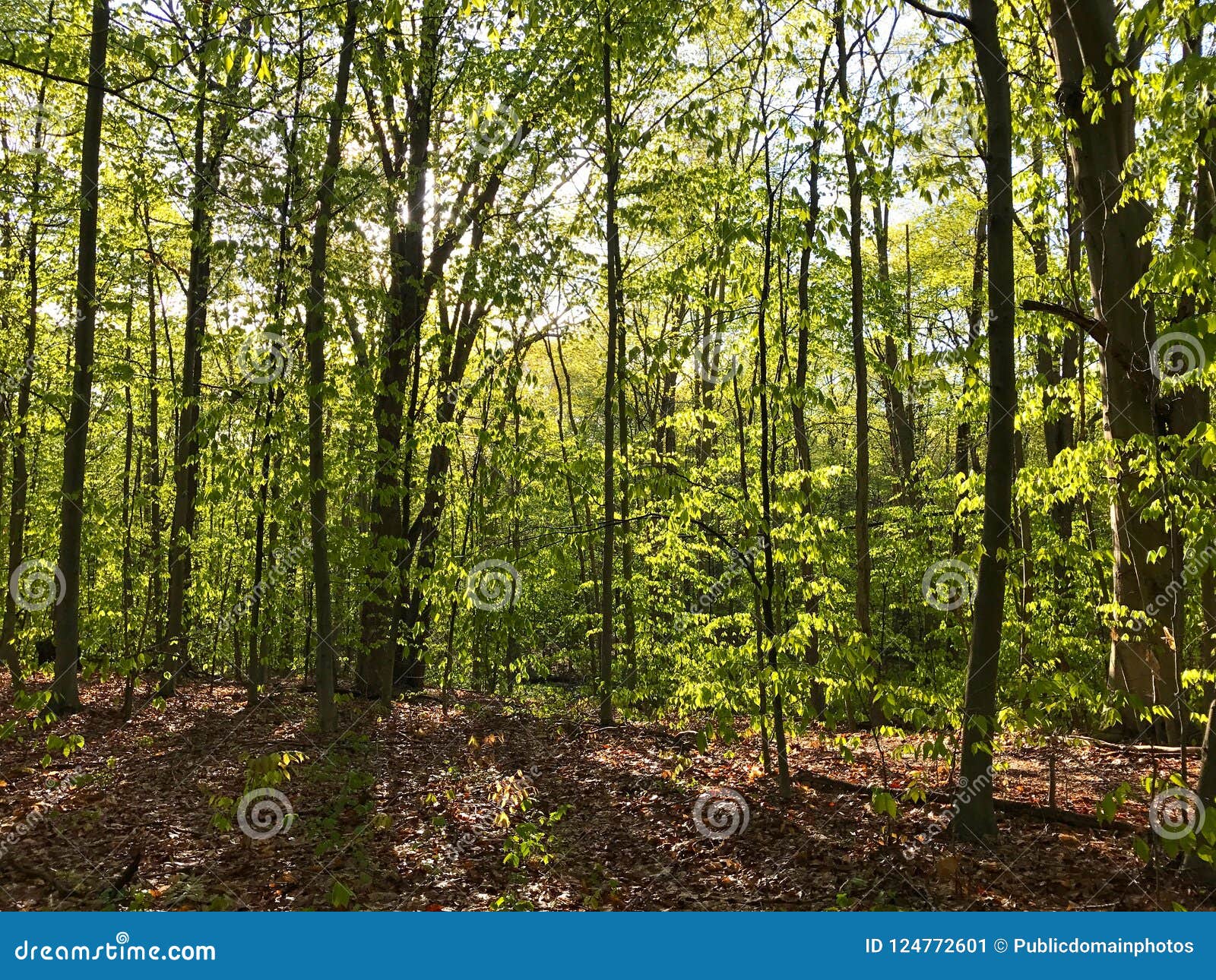 Woodland, Ecosystem, Forest, Temperate Broadleaf And Mixed Forest ...