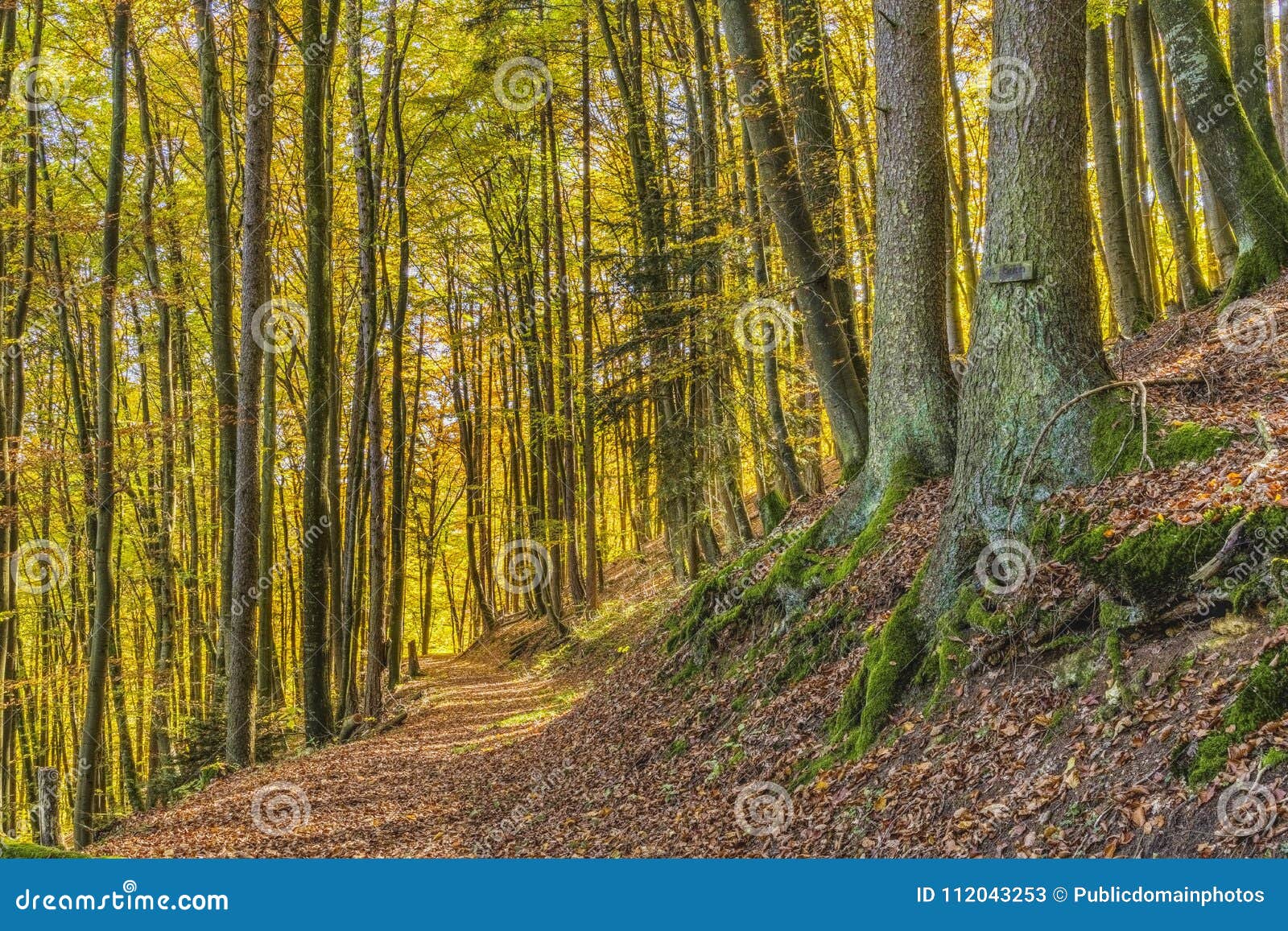 Woodland, Ecosystem, Nature, Forest Picture. Image: 112043253