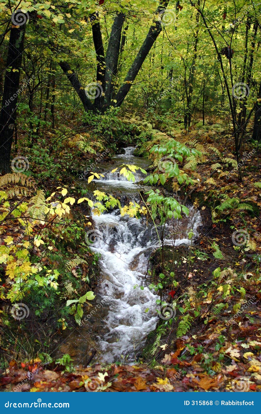 Woodland Falls after Storm stock photo. Image of rapid - 315868