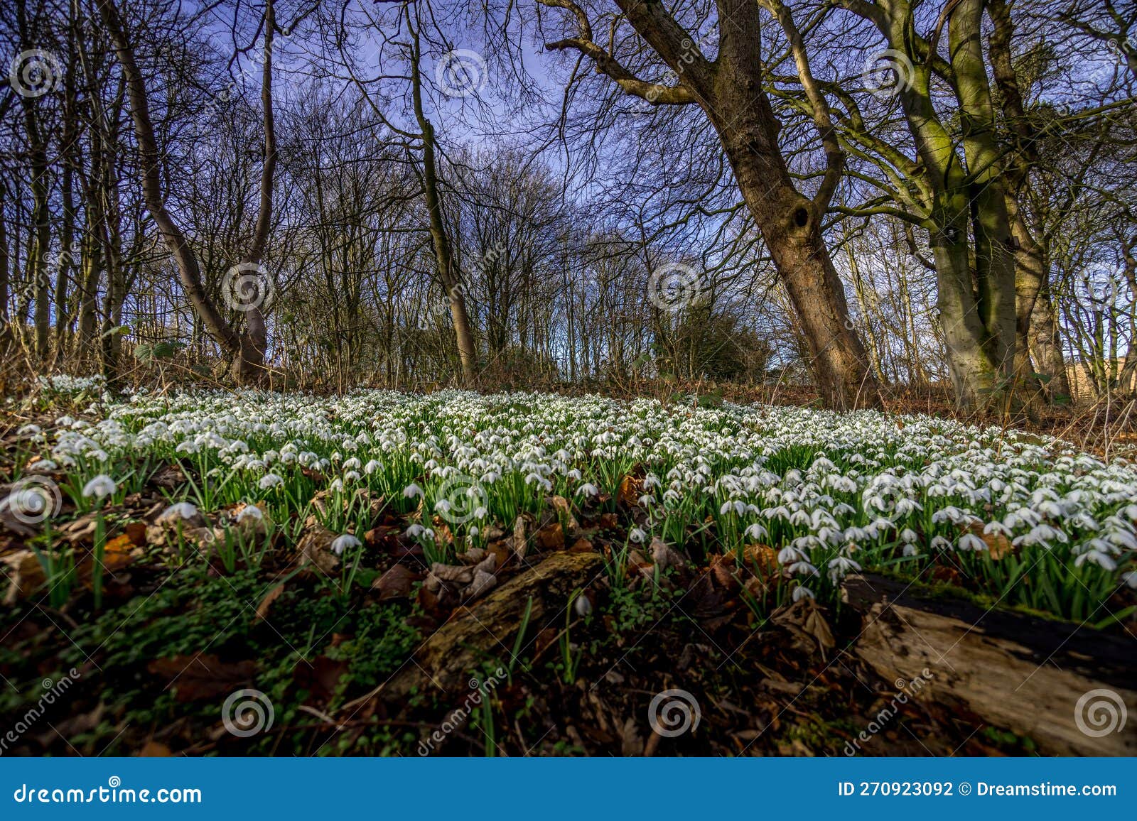 Woodland Floor Covered with a Large Patch of Snowdrops. Stock Photo ...