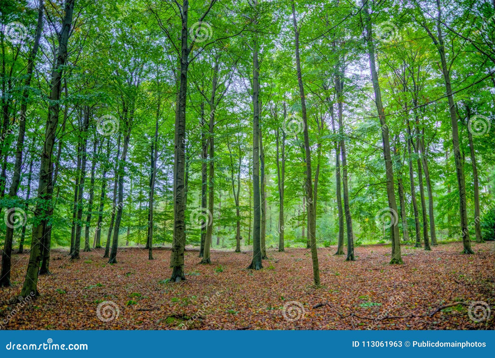 Woodland, Forest, Ecosystem, Nature Picture. Image: 113061963