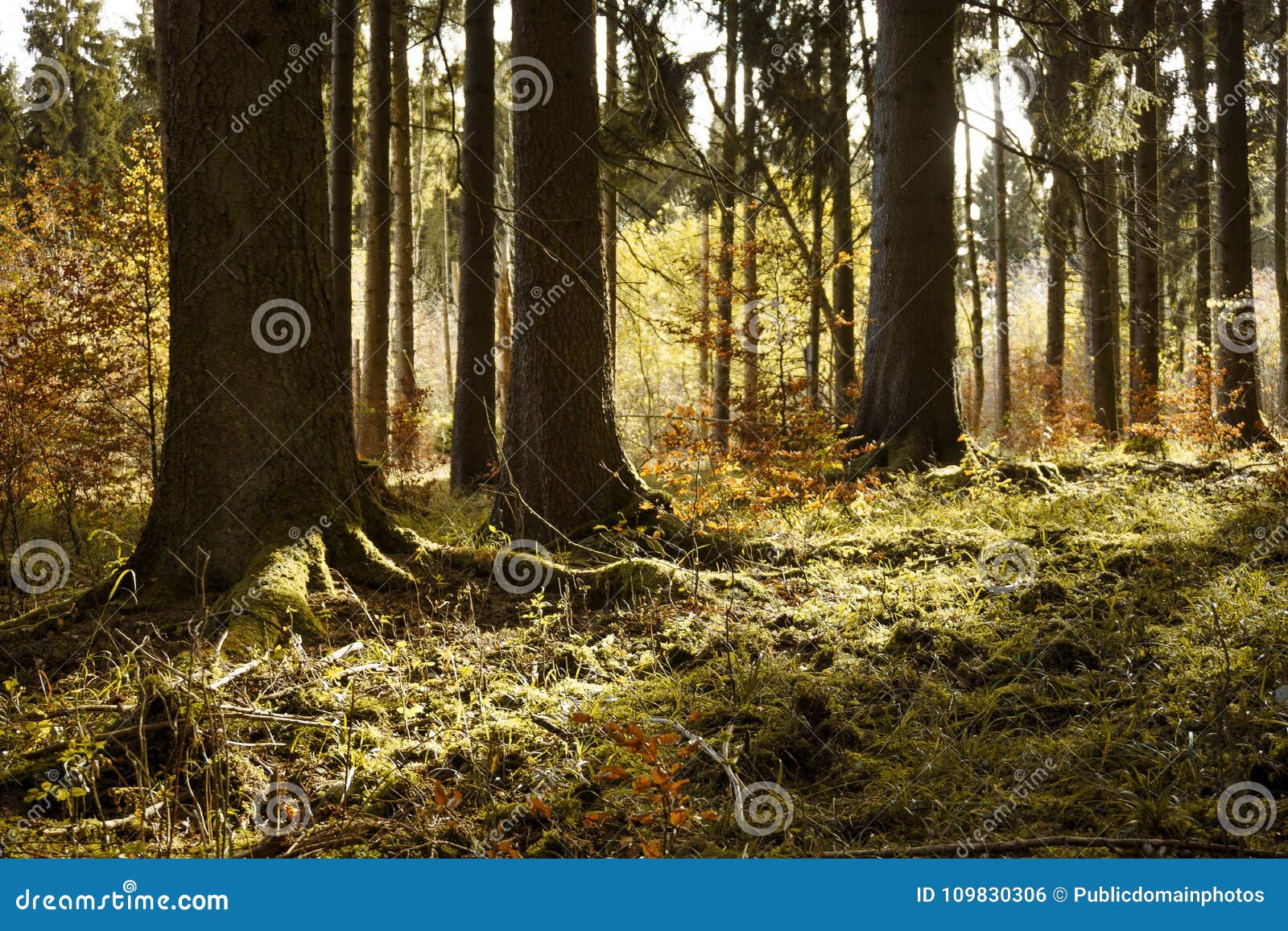 Woodland, Forest, Ecosystem, Tree Picture. Image: 109830306
