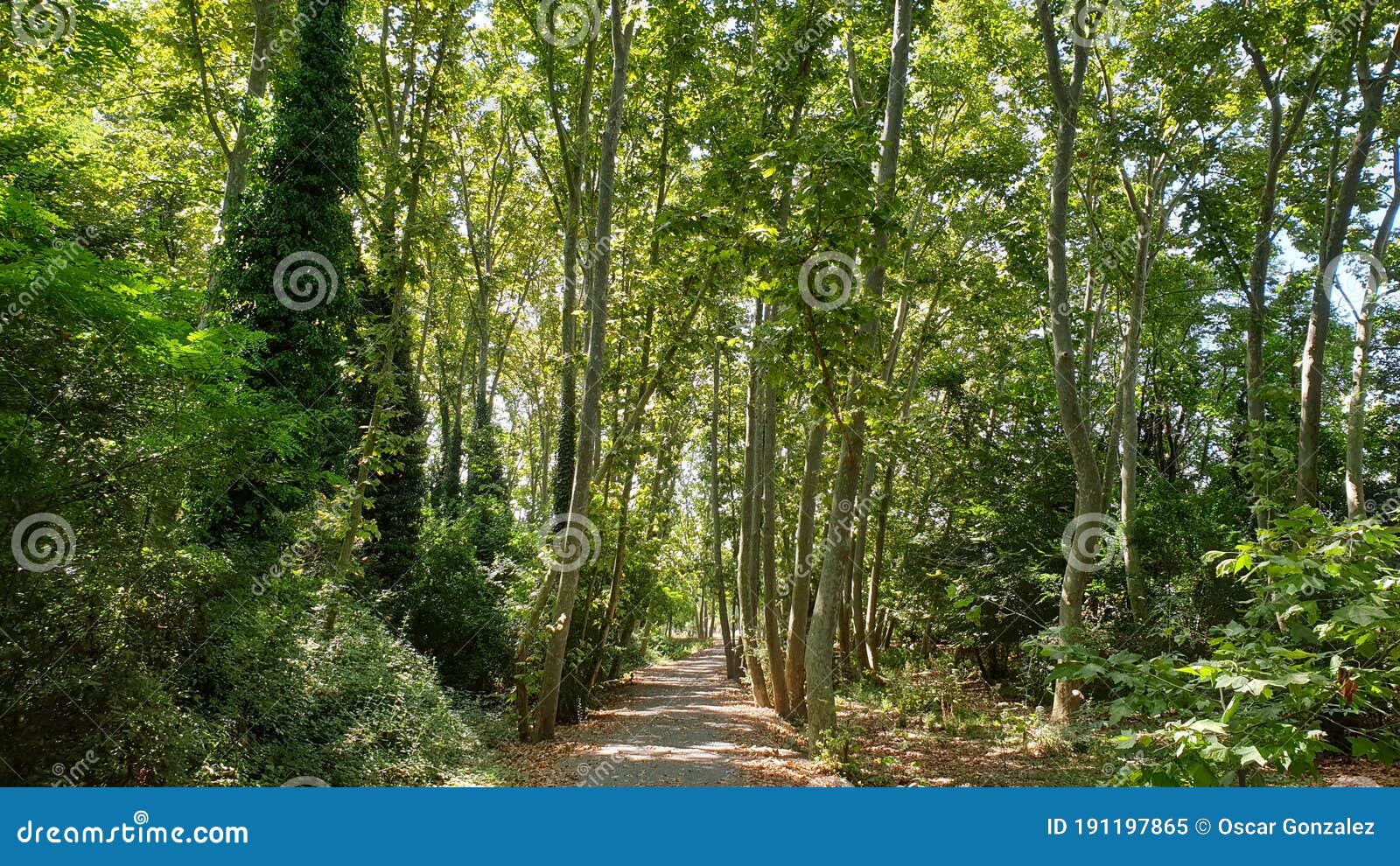 Woodland forest paradise stock image. Image of paradise - 191197865