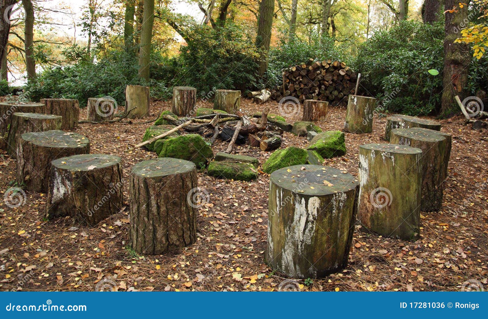 Woodland Forest Tree Trunks Seating Stock Photo - Image of picnic ...