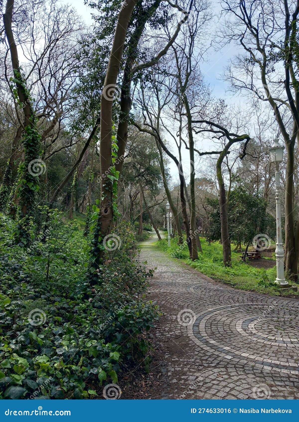 Woodland, Forestway, Nature, Greenery Stock Photo - Image of estate ...