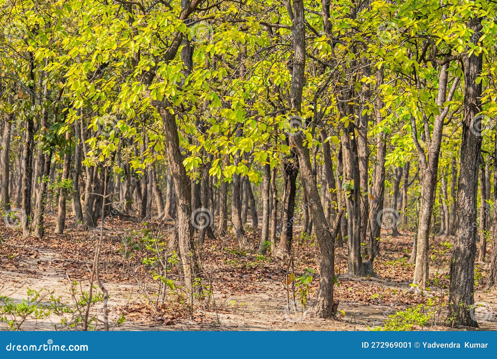 A Woodland full of trees stock image. Image of wildlife - 272969001
