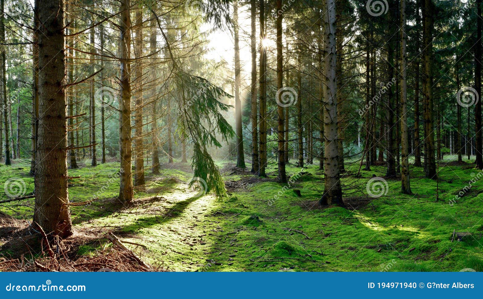 Forest clearing stock photo. Image of branch, habit - 194971940