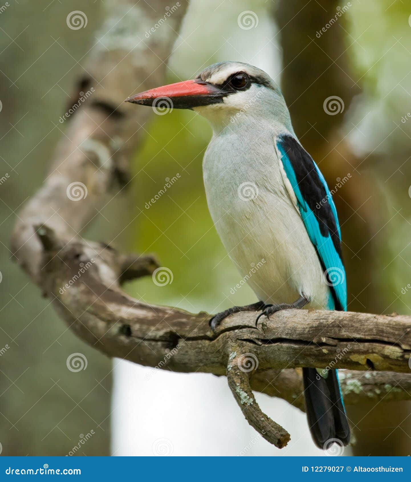 Woodland Kingfisher stock image. Image of halcyon, beautiful - 12279027