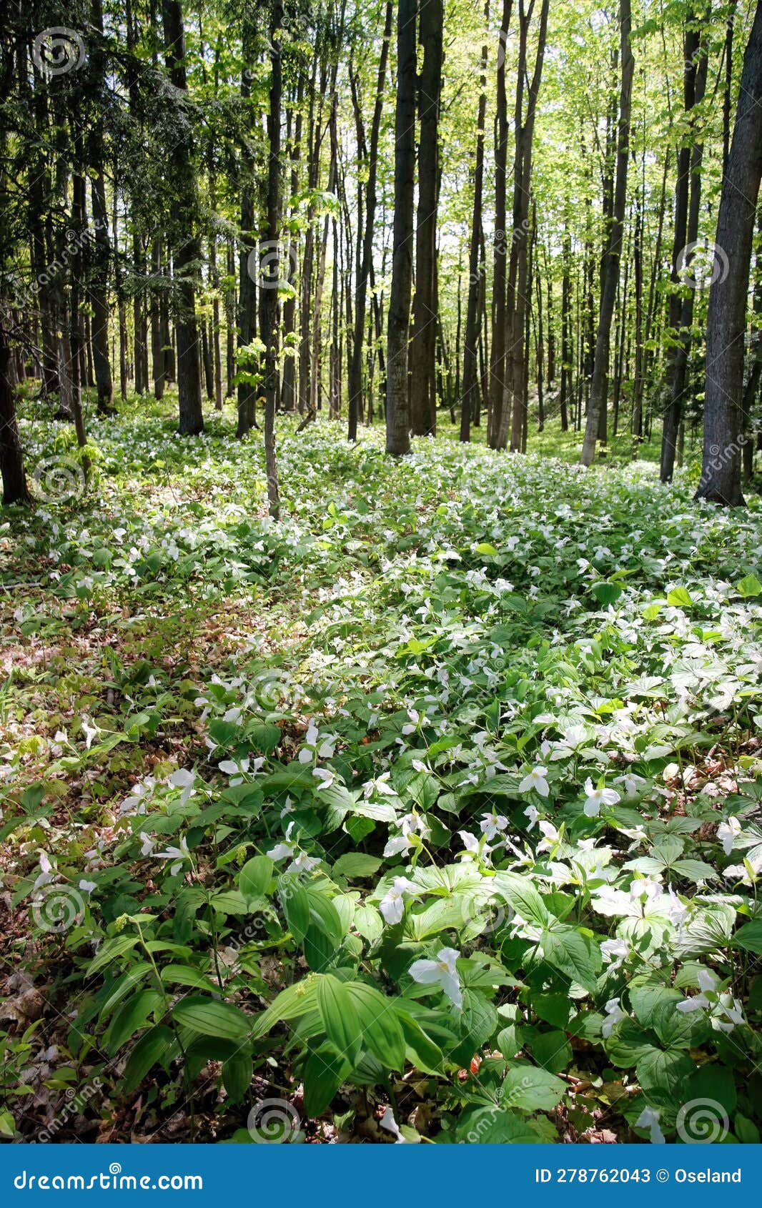 Woodland Landscape Royalty-Free Stock Image | CartoonDealer.com #3305086