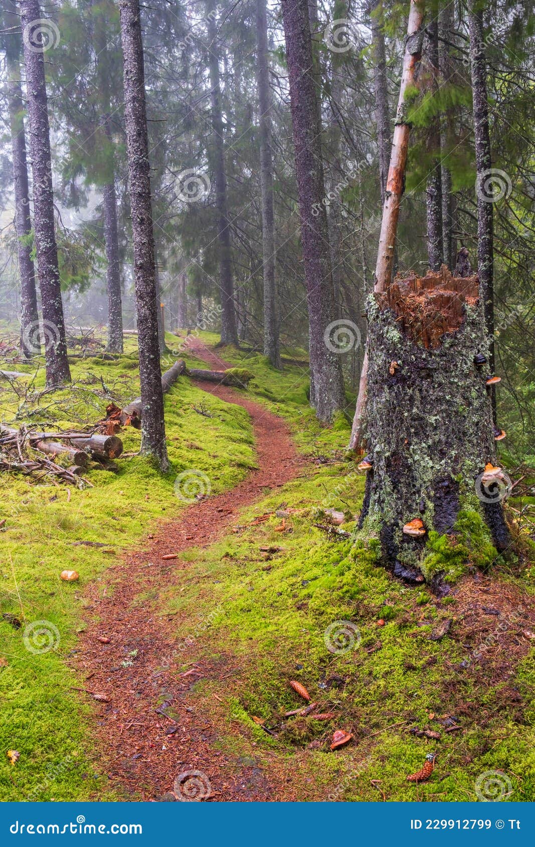 Woodland Landscape with a Winding Footpath Stock Image - Image of trail ...