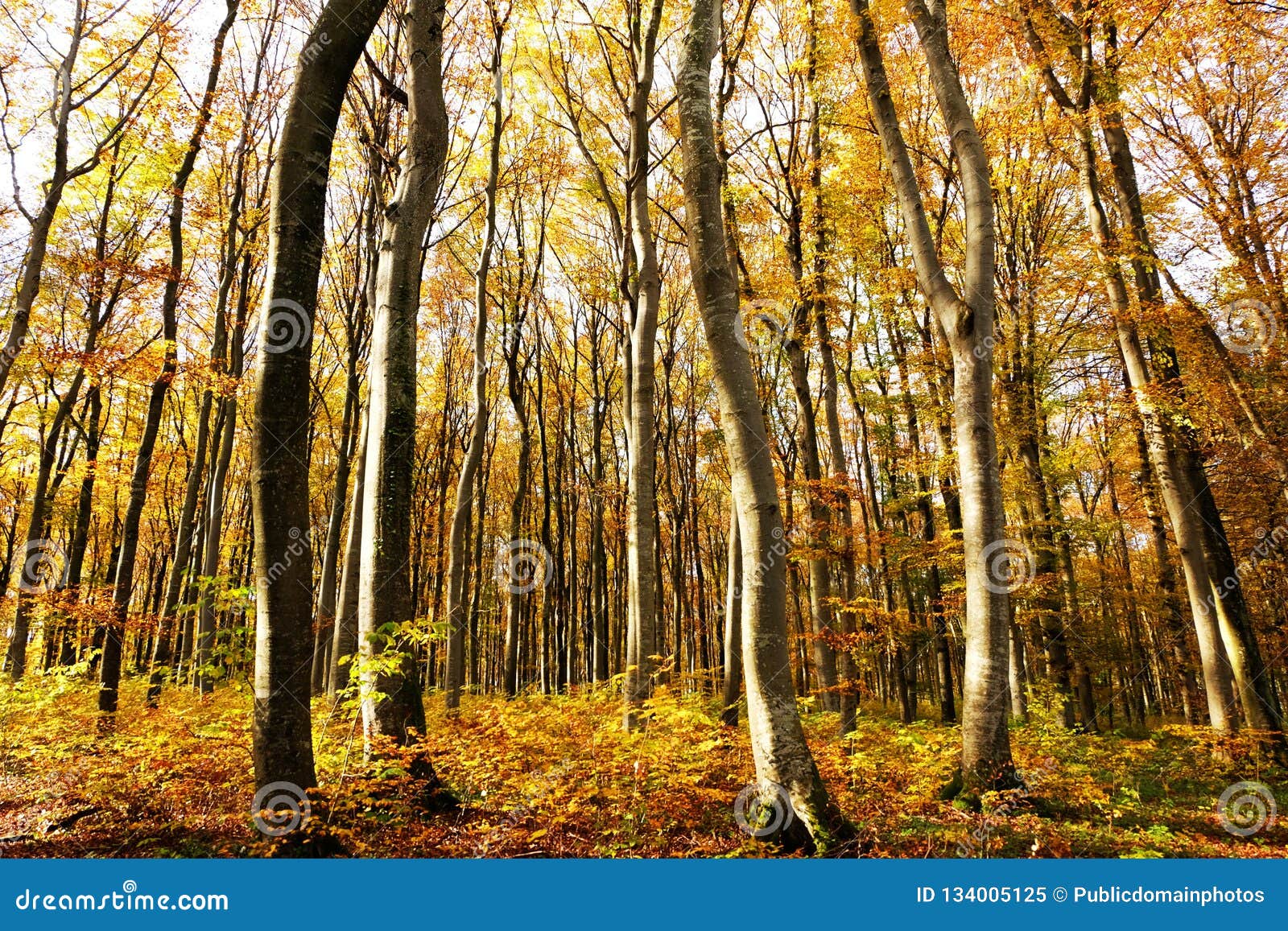 Woodland, Nature, Ecosystem, Temperate Broadleaf And Mixed Forest ...