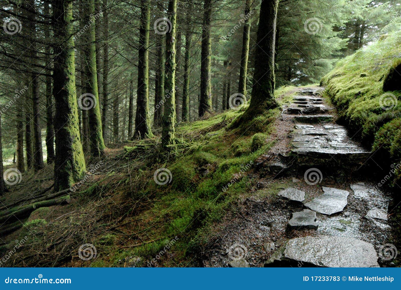 Woodland path stock image. Image of walks, trees, forest - 17233783